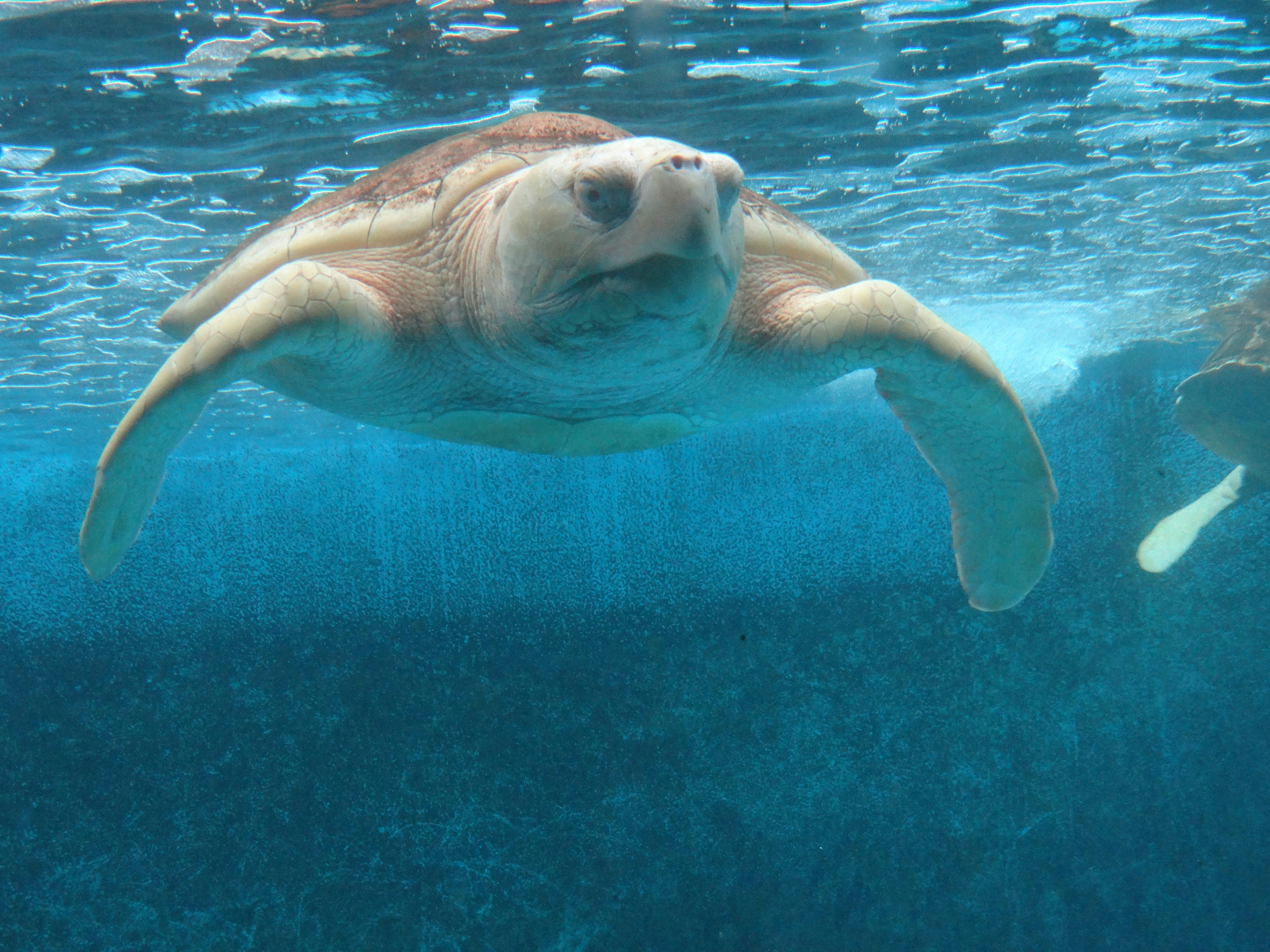Graceful Glide of the Ocean's Ancient Navigator