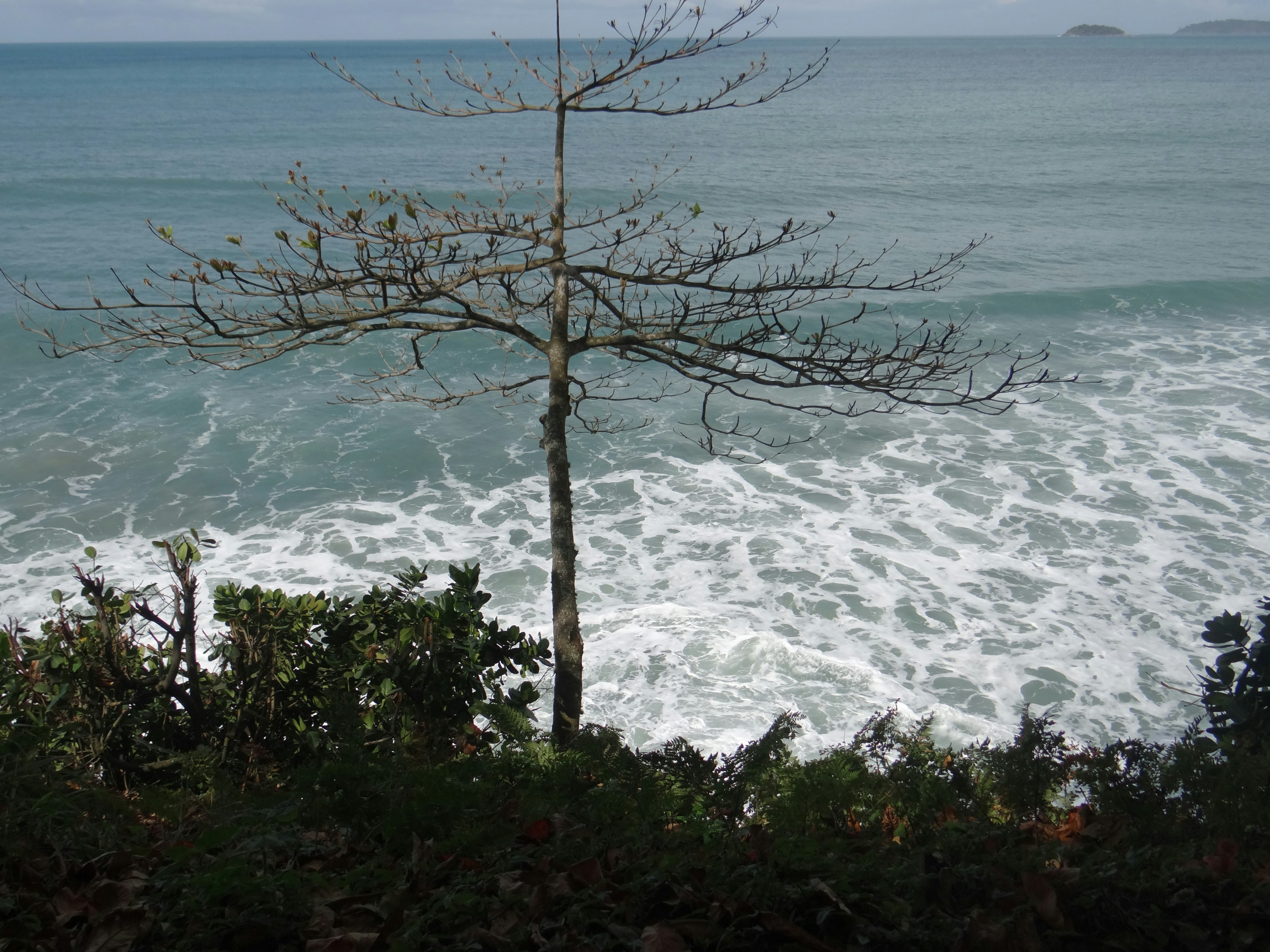 A solitary tree stands at the edge of a cliff, overlooking the turbulent waves crashing against the rocky shore. The scene captures the contrast between land and sea.