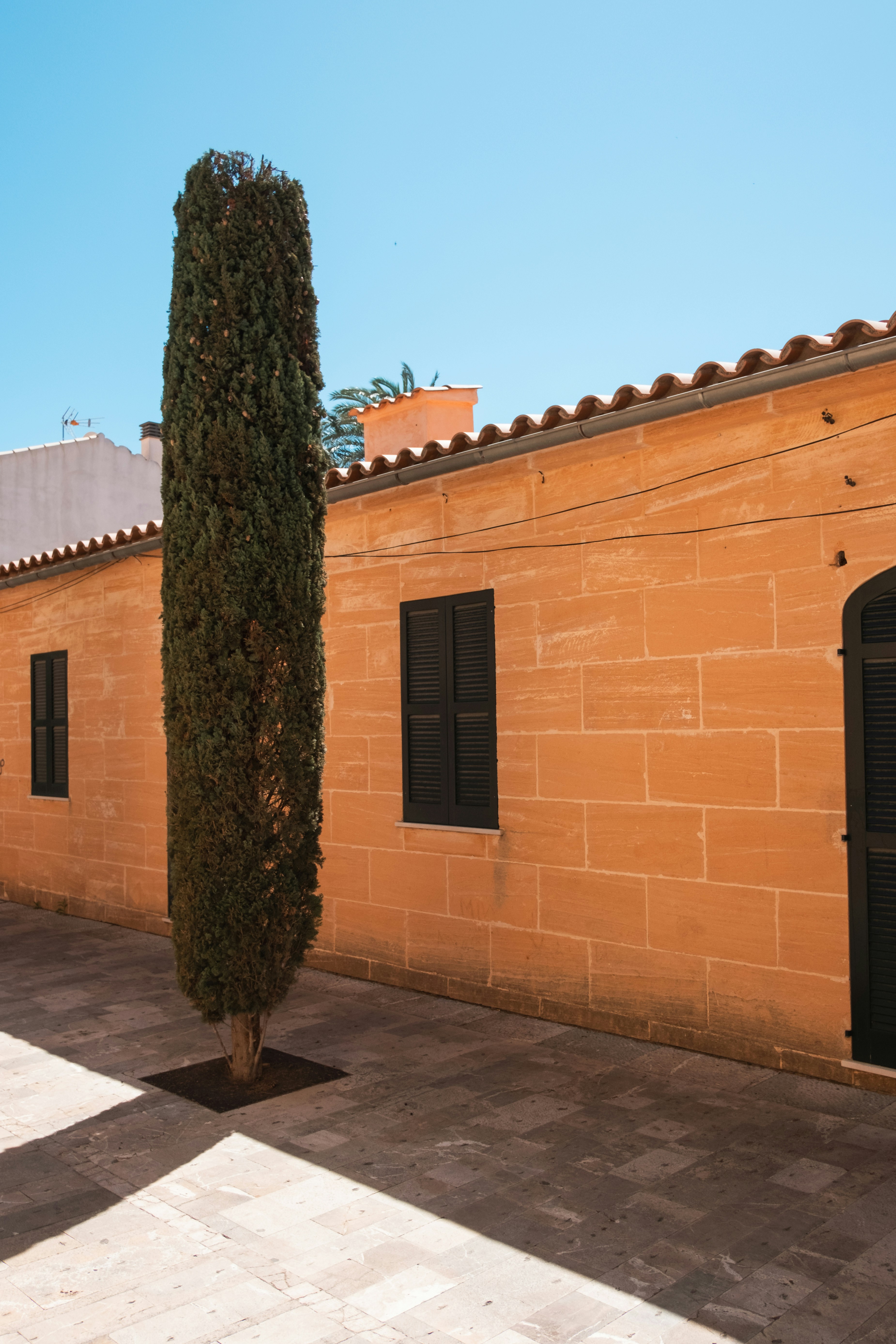 Tall cypress tree beside a yellow building