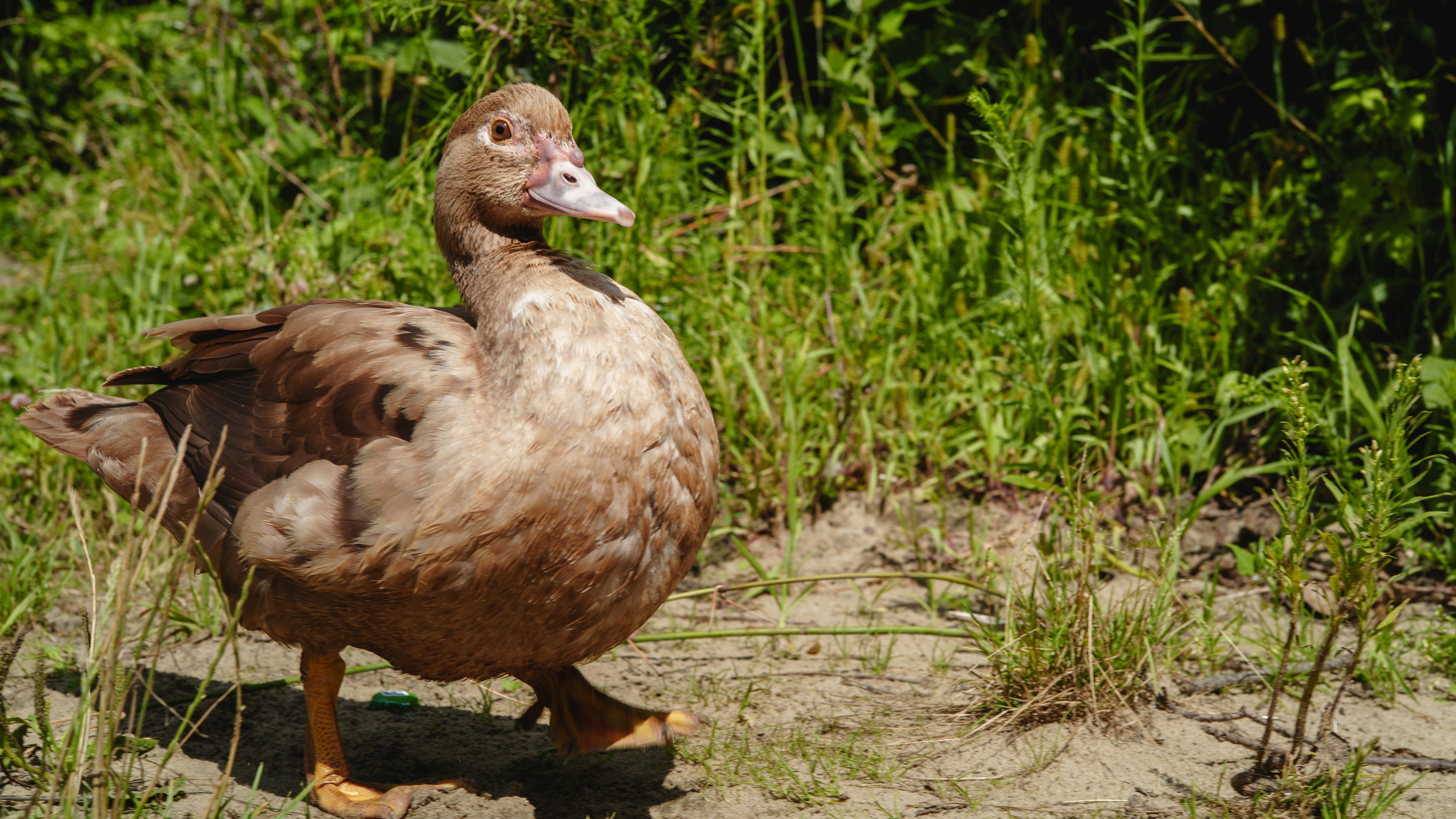 A brown duck walks on a path with grass.