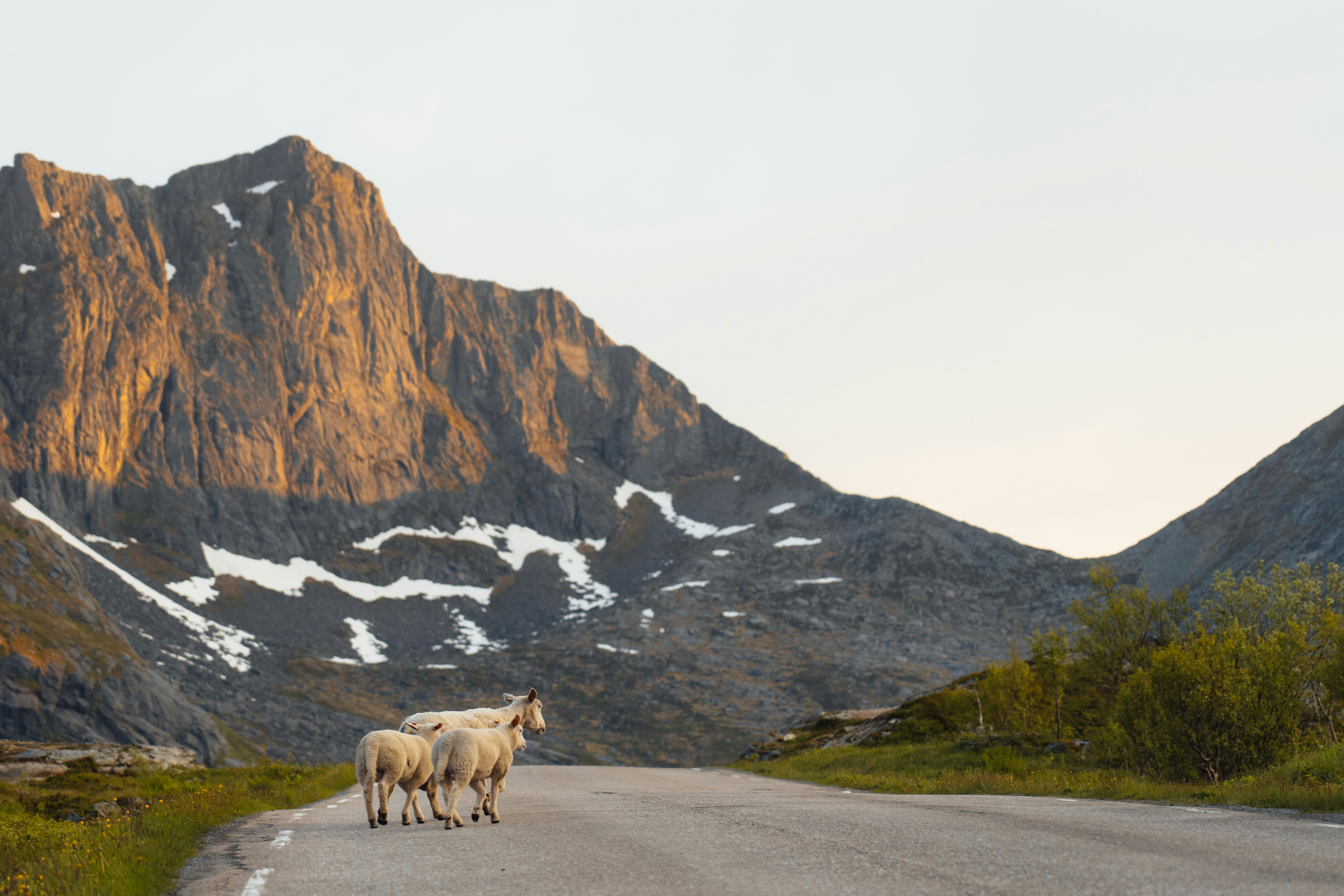 Mountain Guardians: The Road Less Traveled