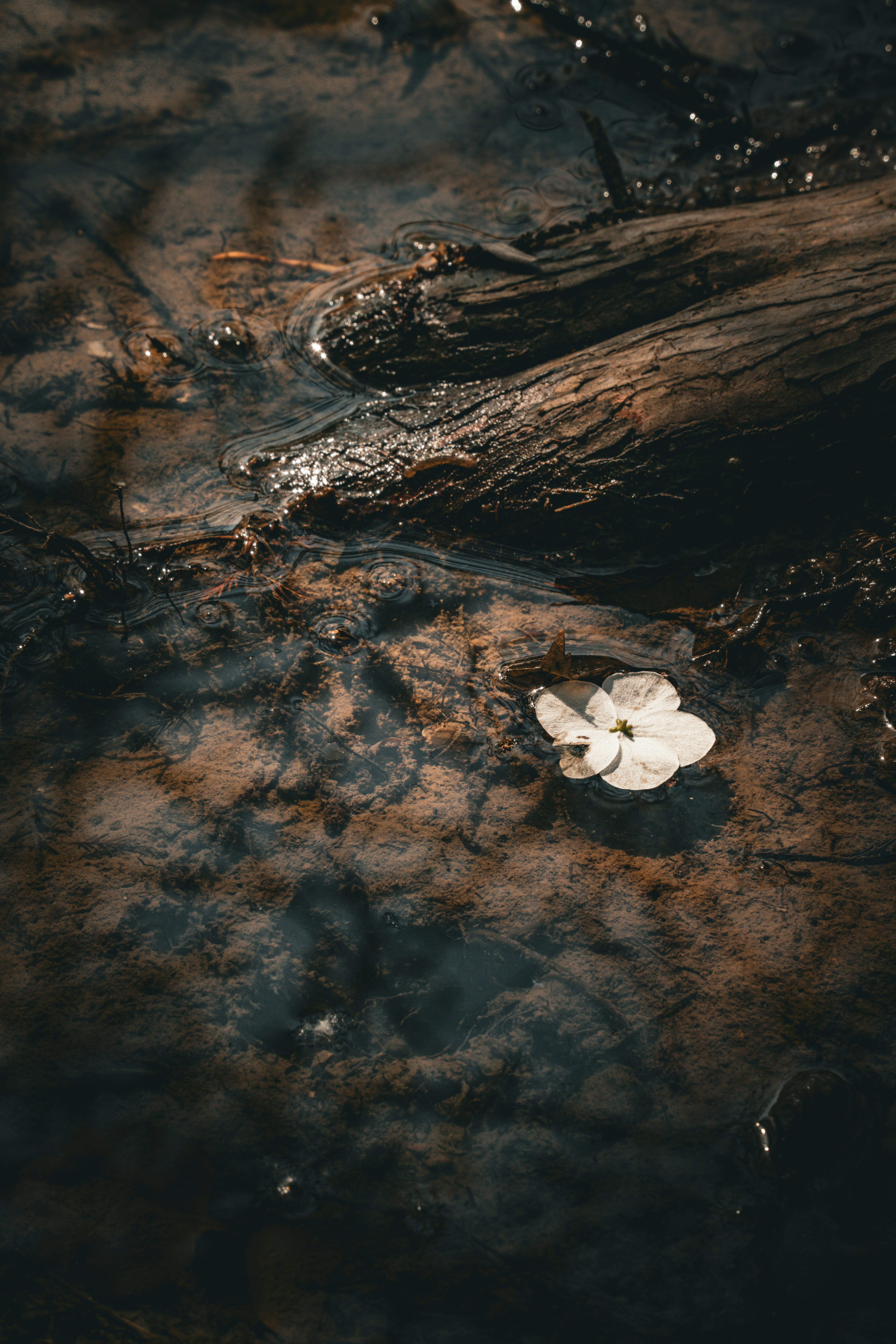 Whispers of Tranquility: A Floral Reflection