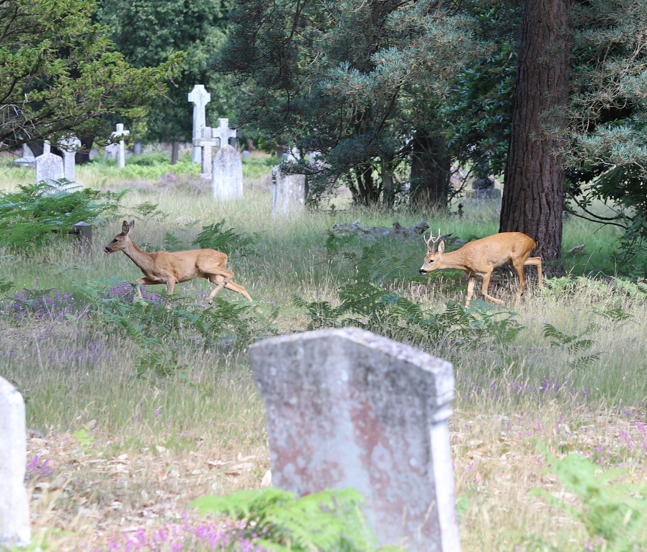 Silent Stalk: Twin Deer Navigate a Graveyard Meadow