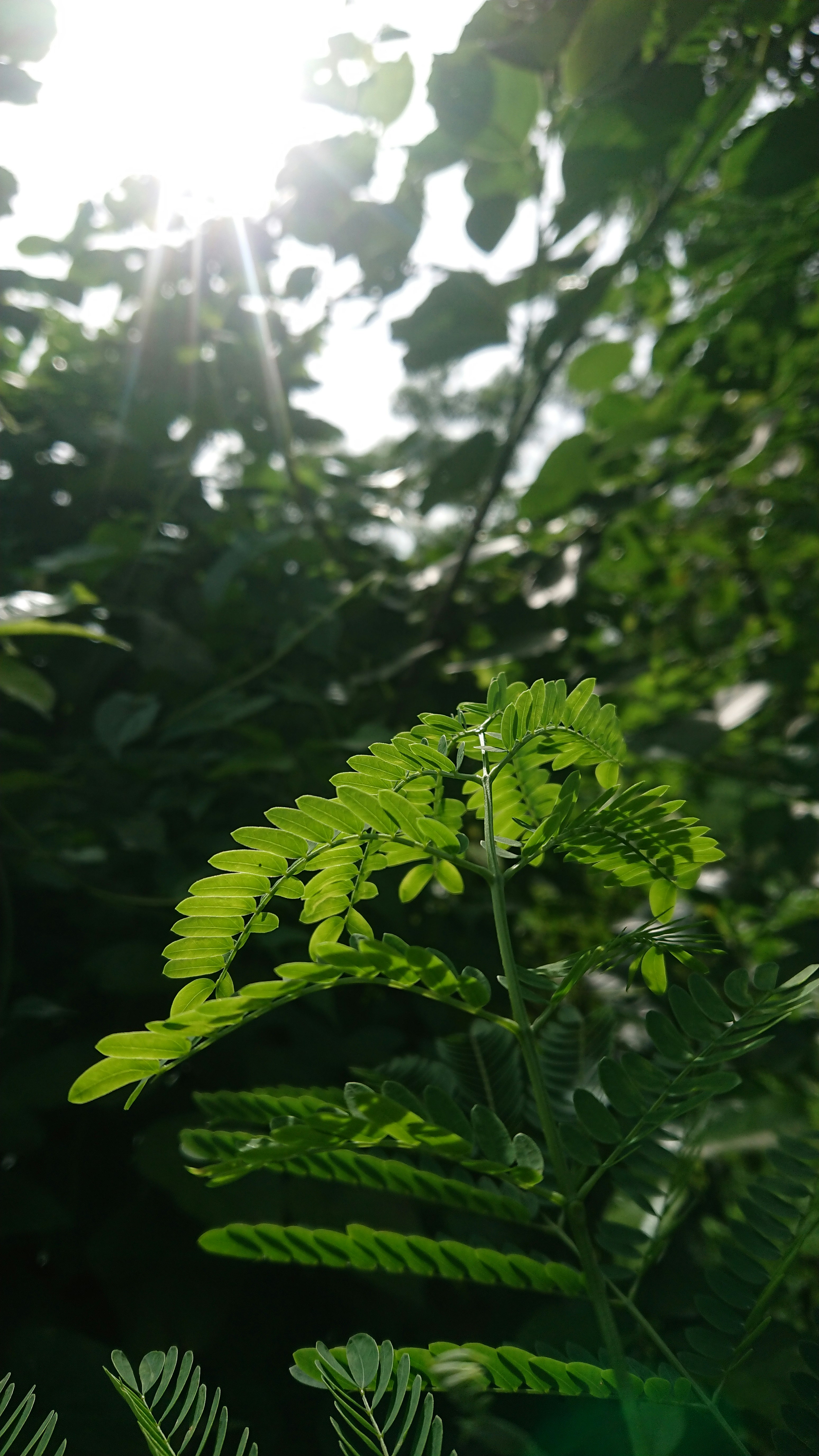 Sunlight shines through green leaves on a tree