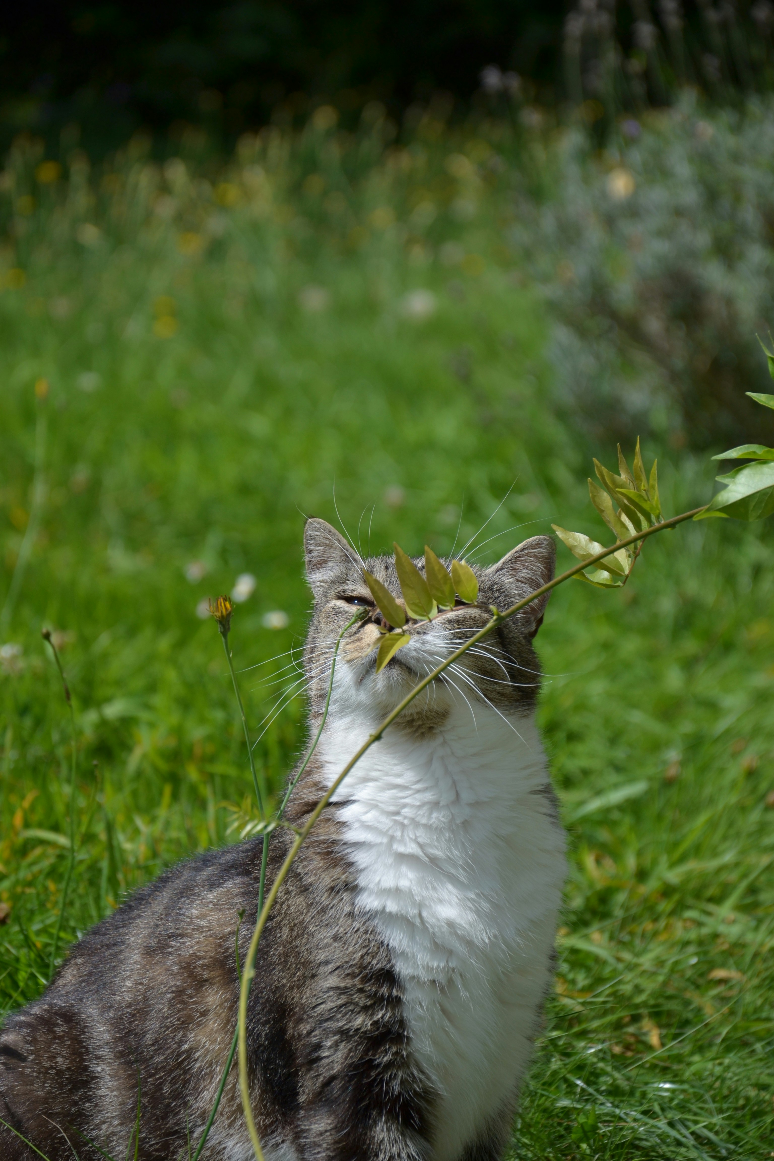 A curious cat interacts with a leafy branch in a sunlit meadow, surrounded by vibrant wildflowers.