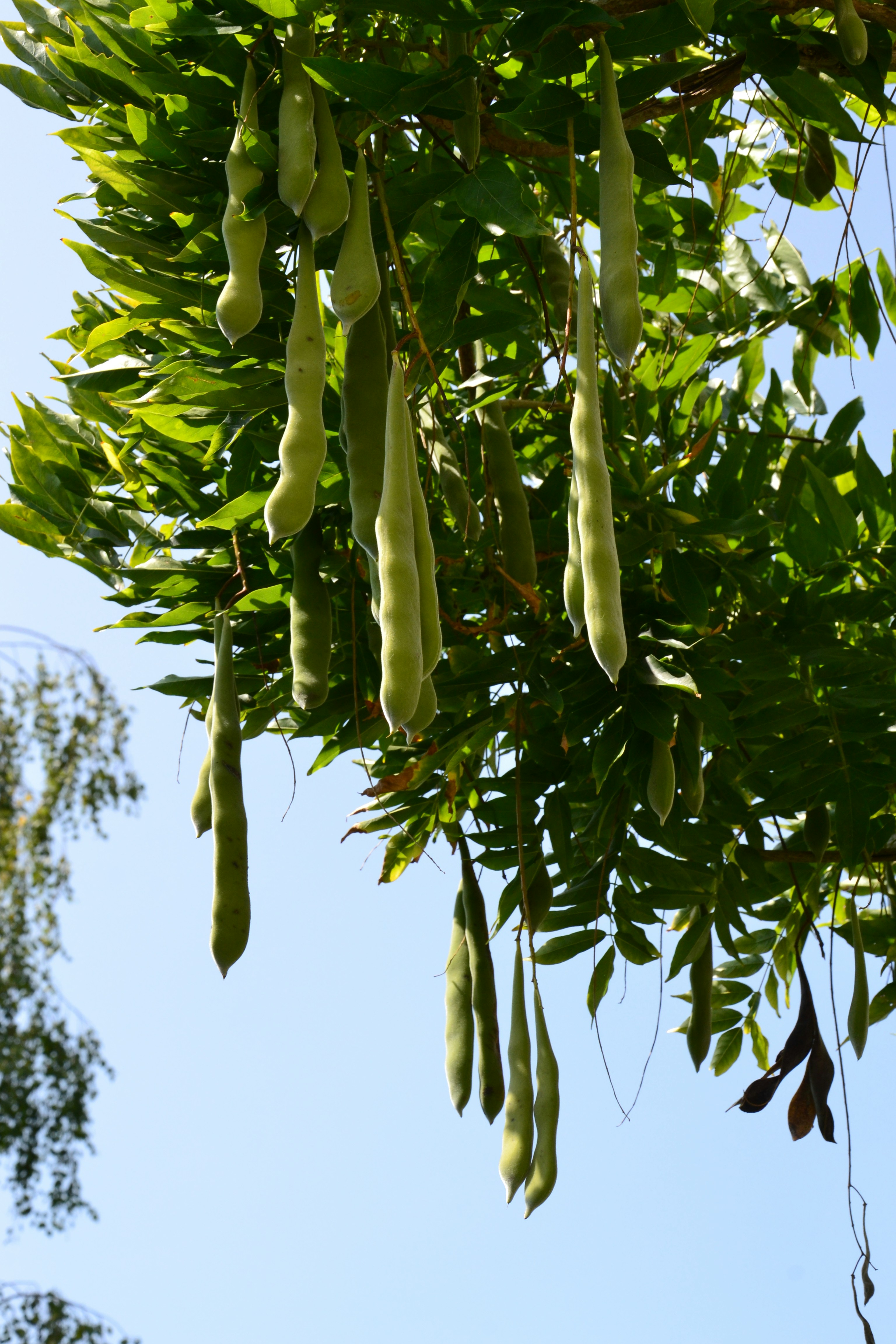 Nature's Green Pendants: A Study in Organic Curves