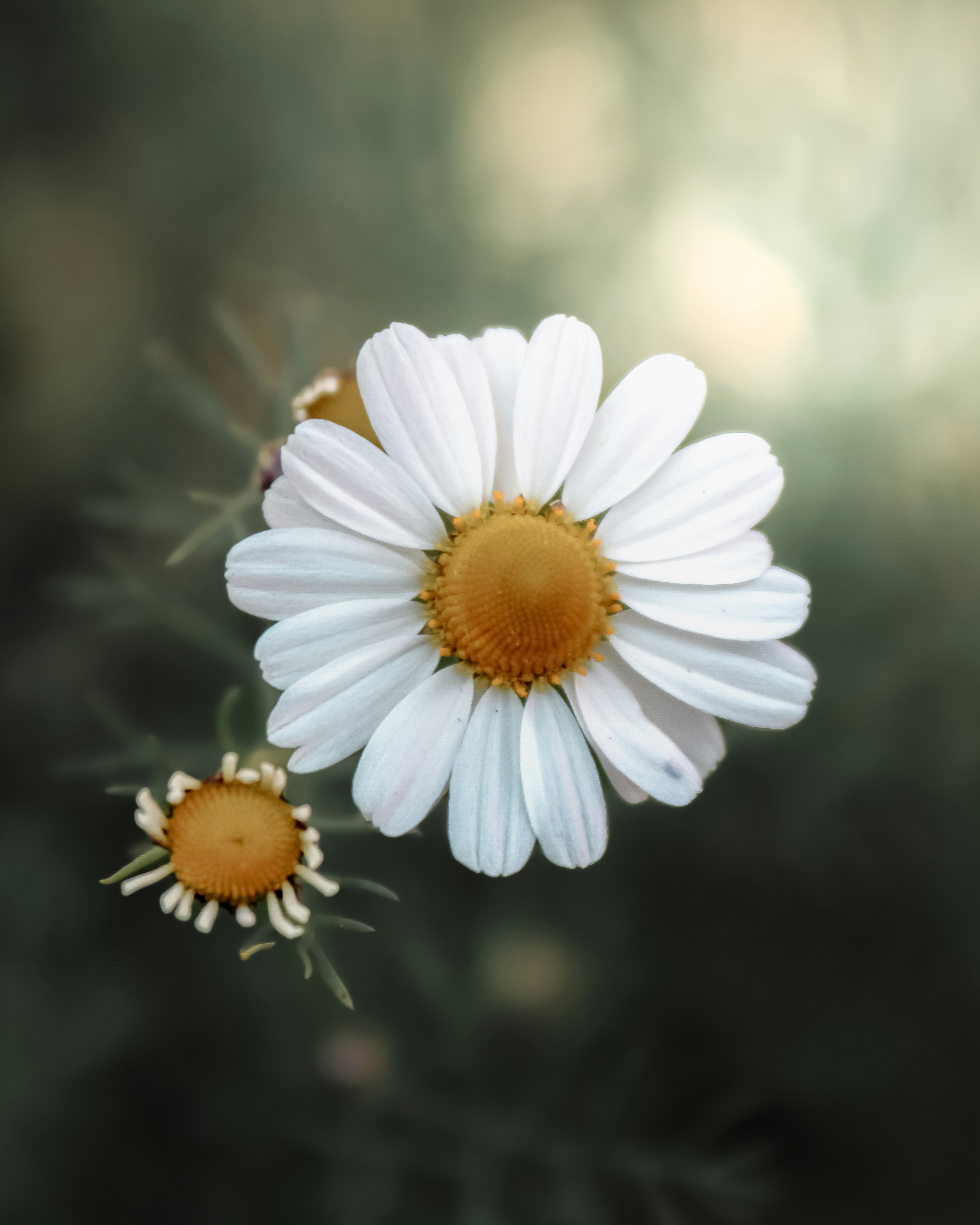 Whispers of Spring: A Floral Duo