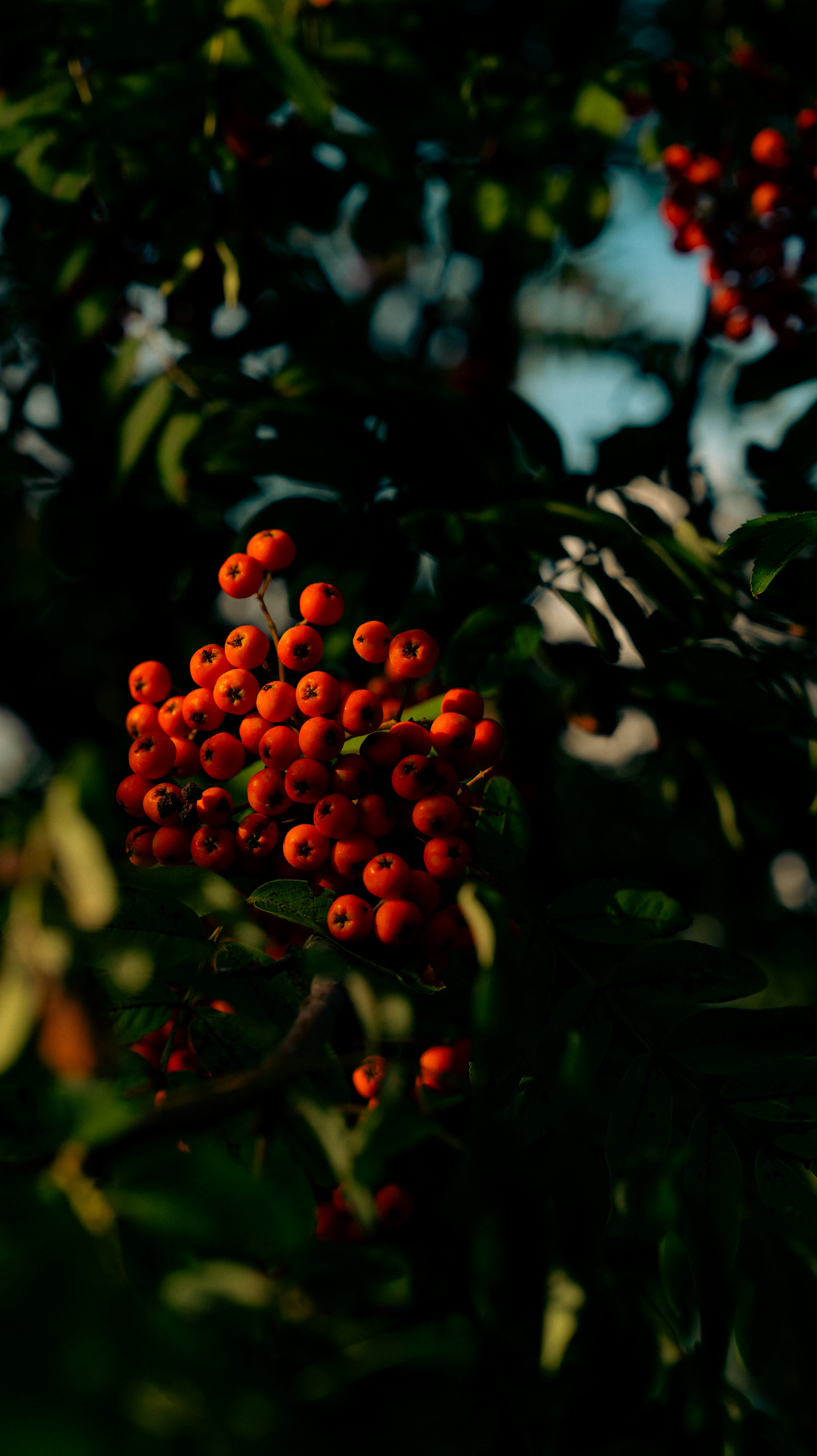 Clusters of vibrant red berries nestled among lush green leaves, illuminated by soft, natural light.