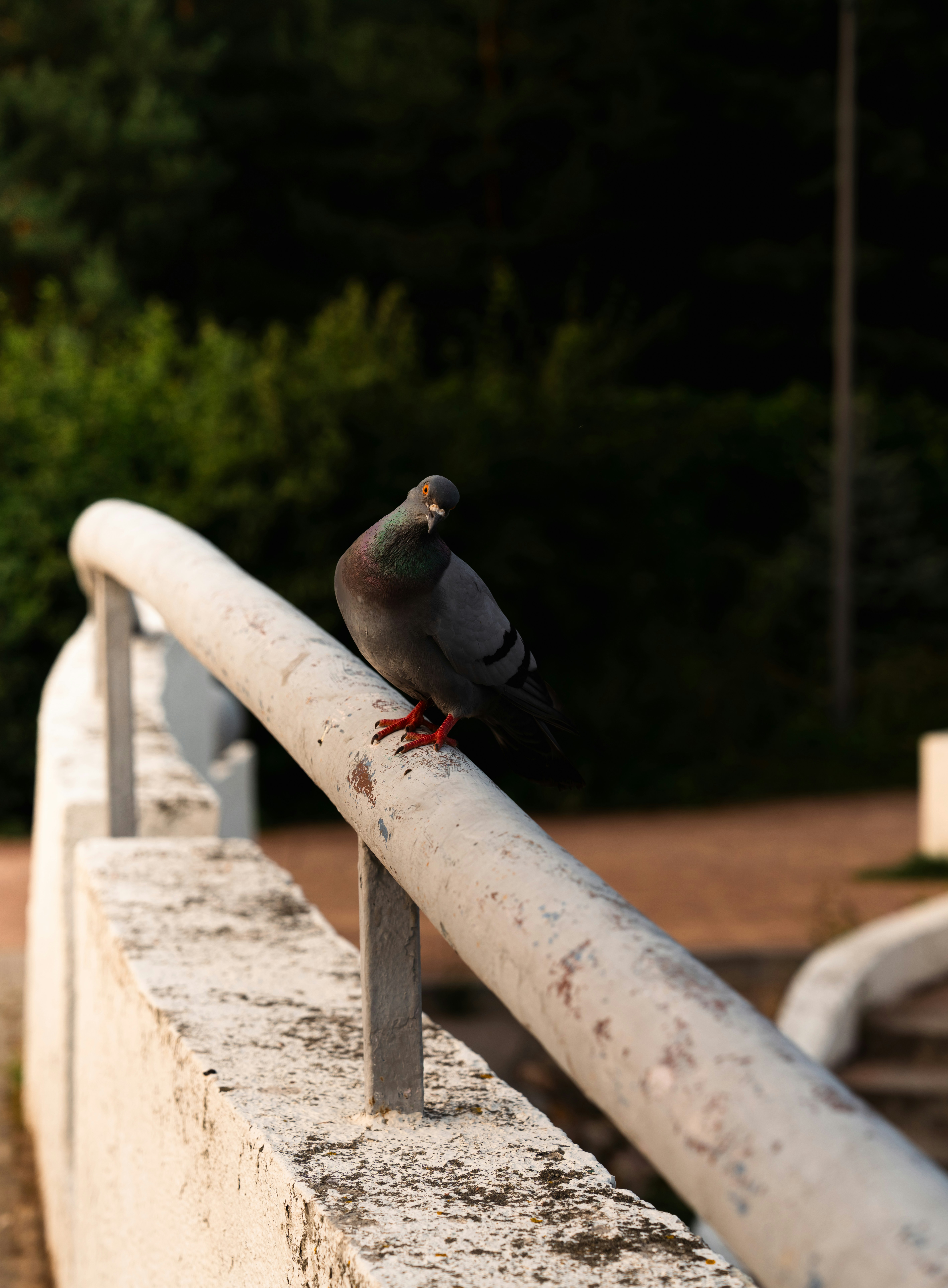Urban Perch: A Pigeon’s Perspective