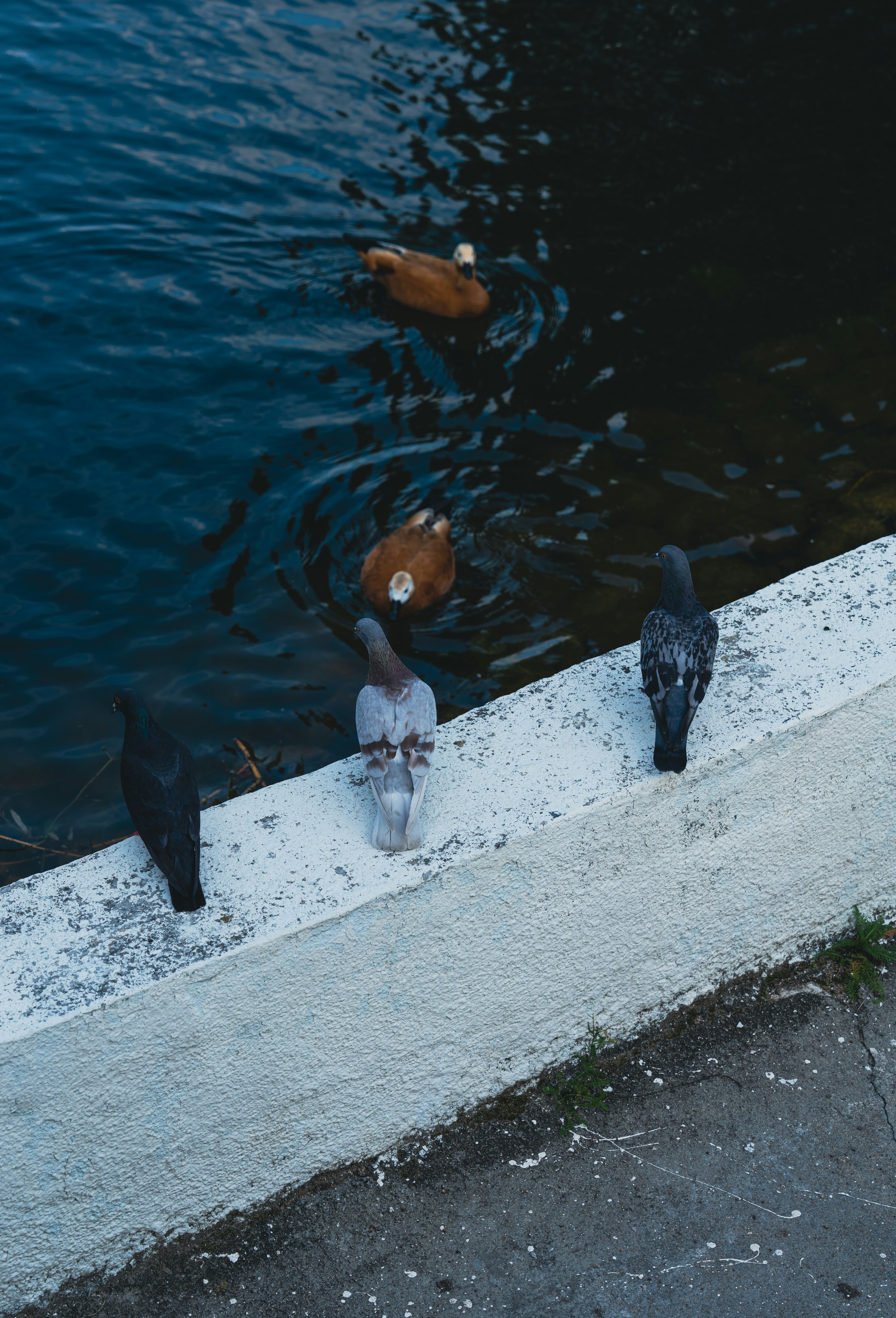 Urban Serenity: A Moment by the Water