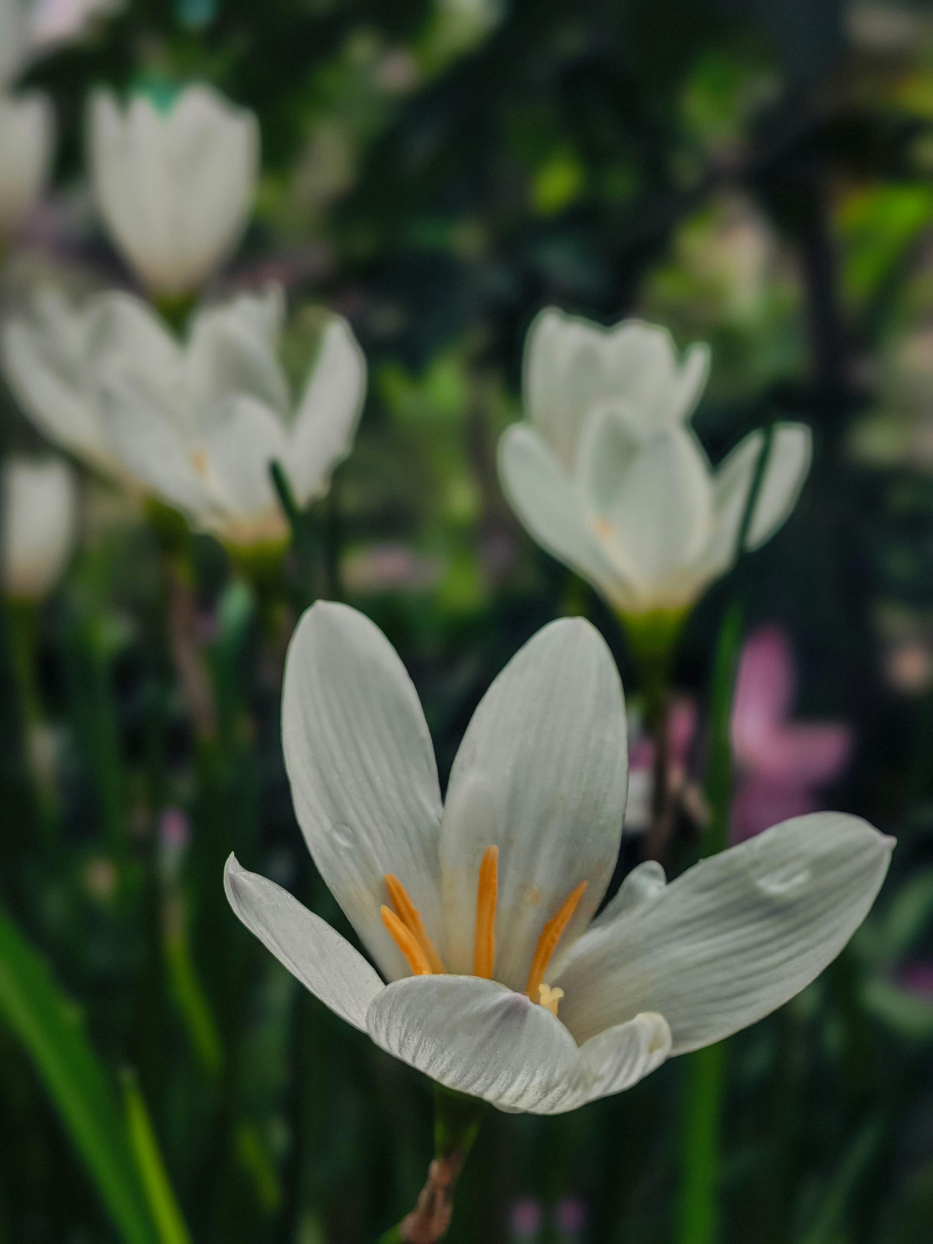 A beautiful flower picture of my garden | Delicate white flowers with water droplets bloom.