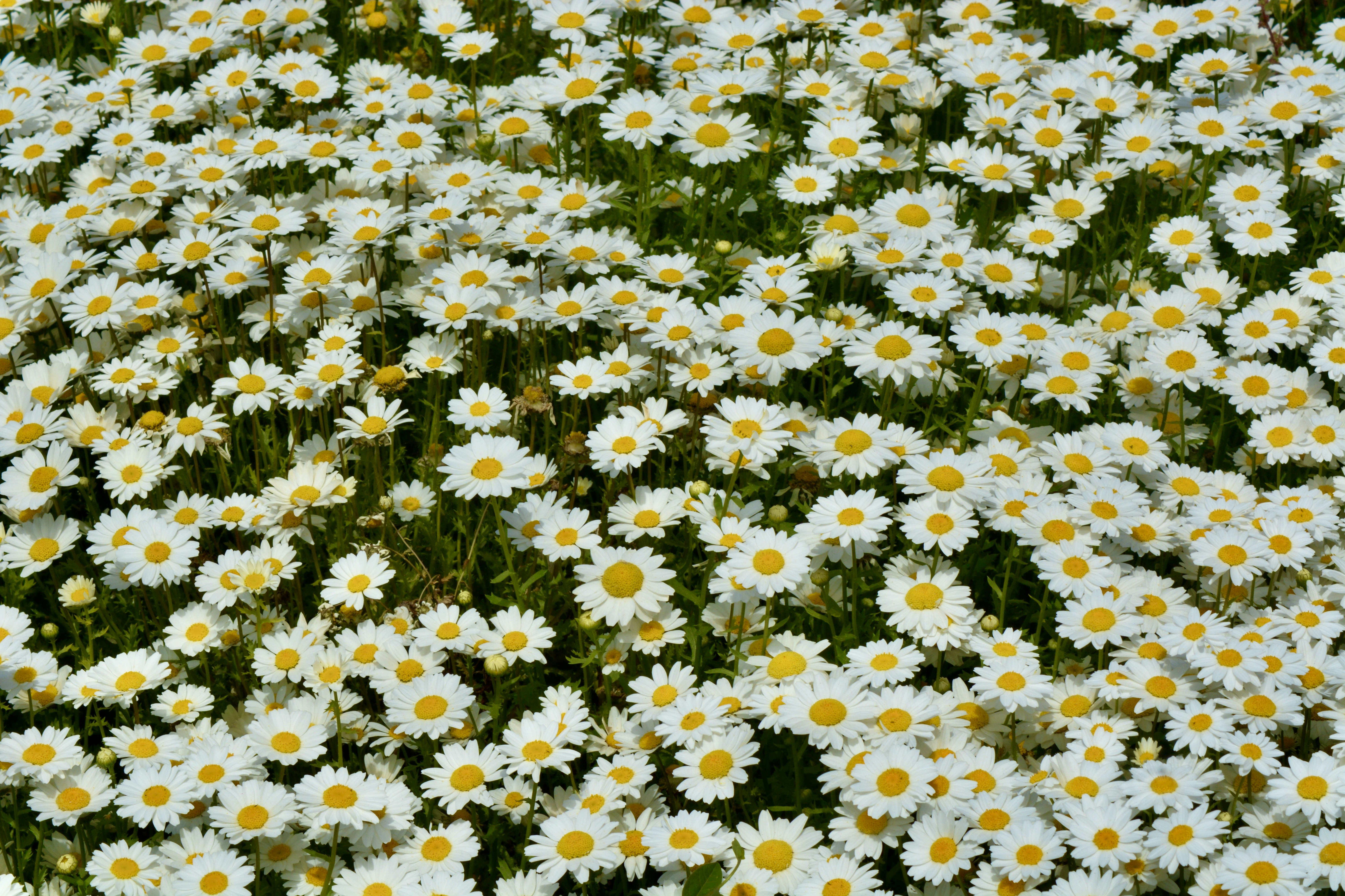 A field of small white daisies in bloom