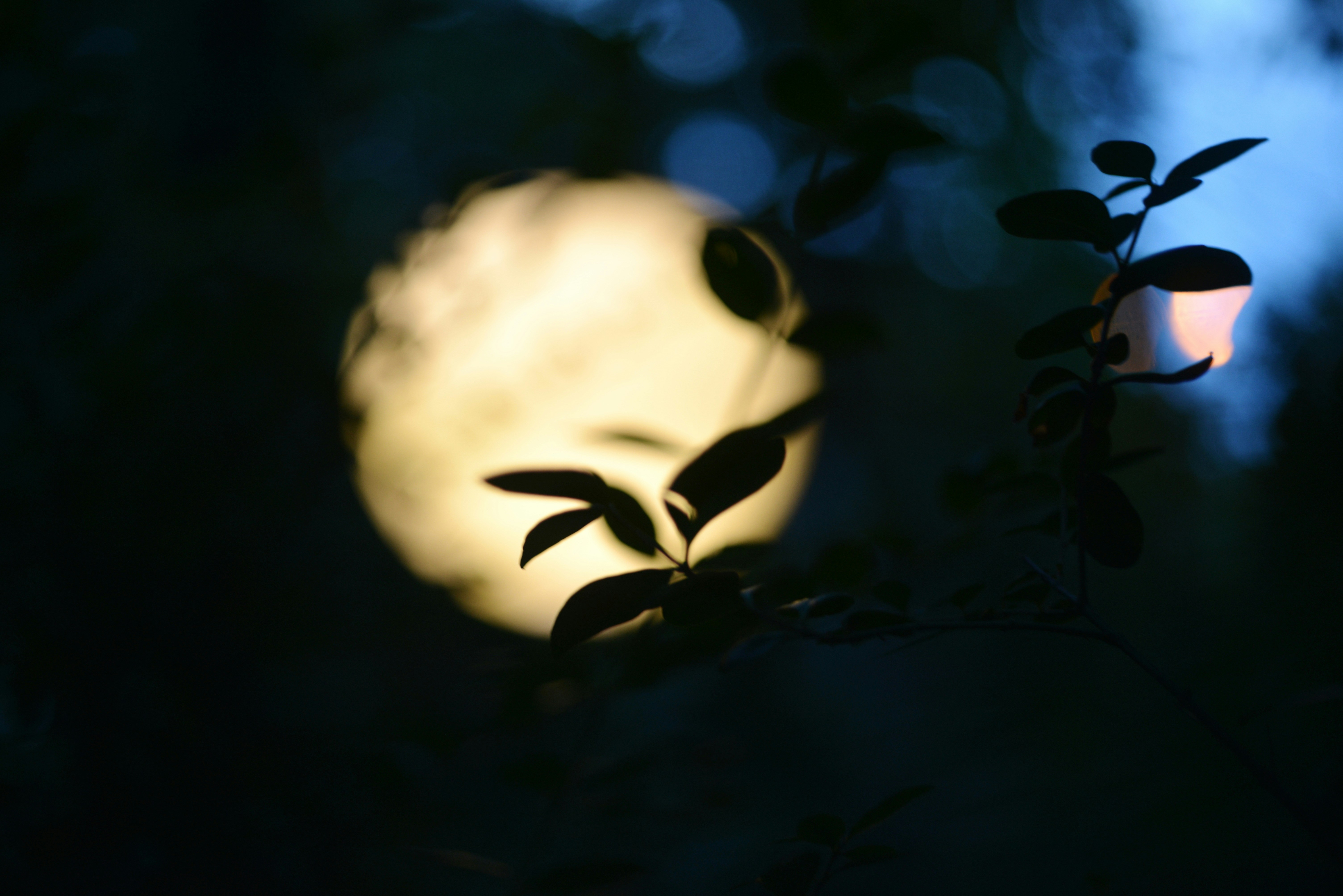 Whispers of Moonlight Through Leaves