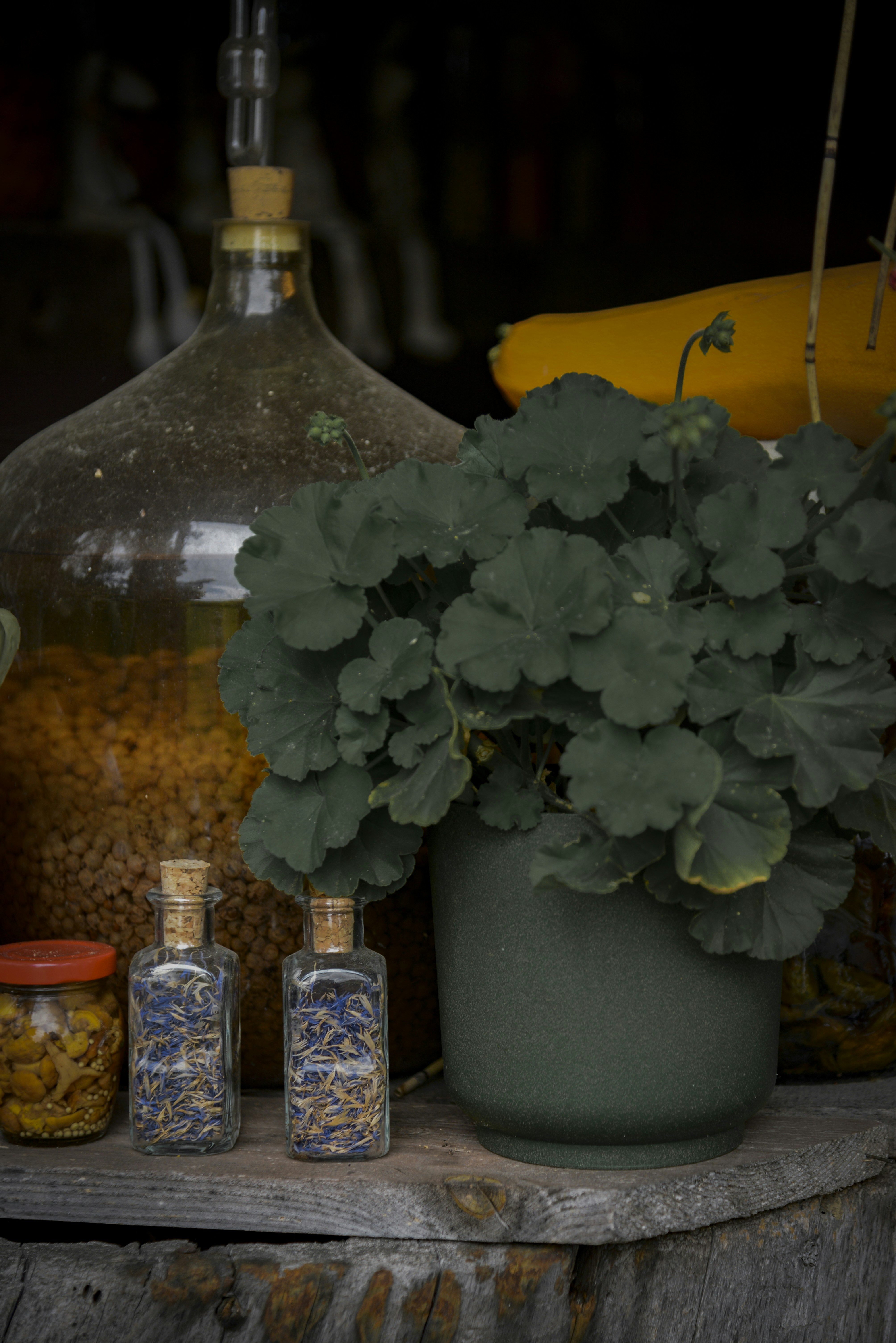 Geranium in a Green Pot Among Amber Bottles on Weathered Wood