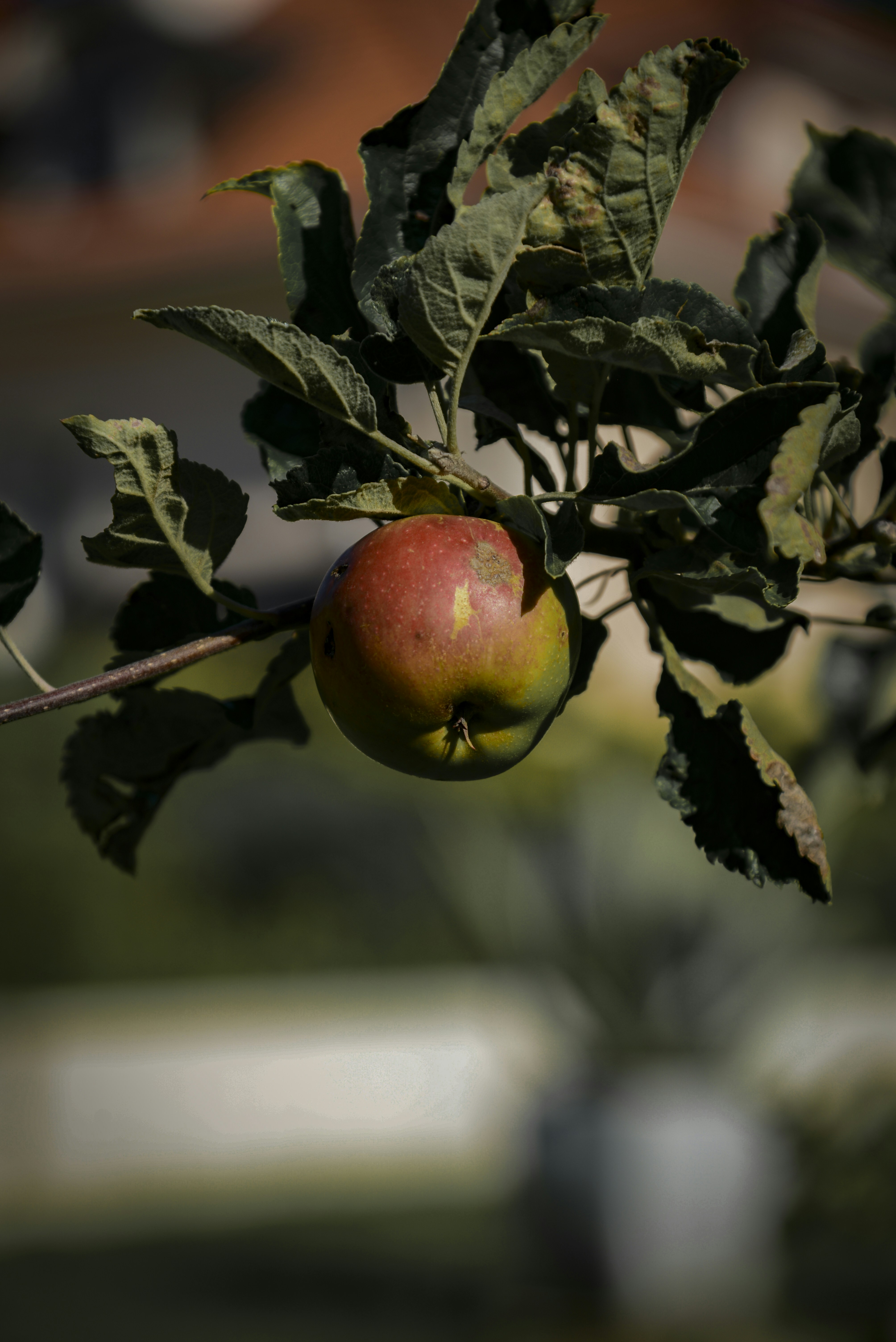 The Last Apple of Autumn
