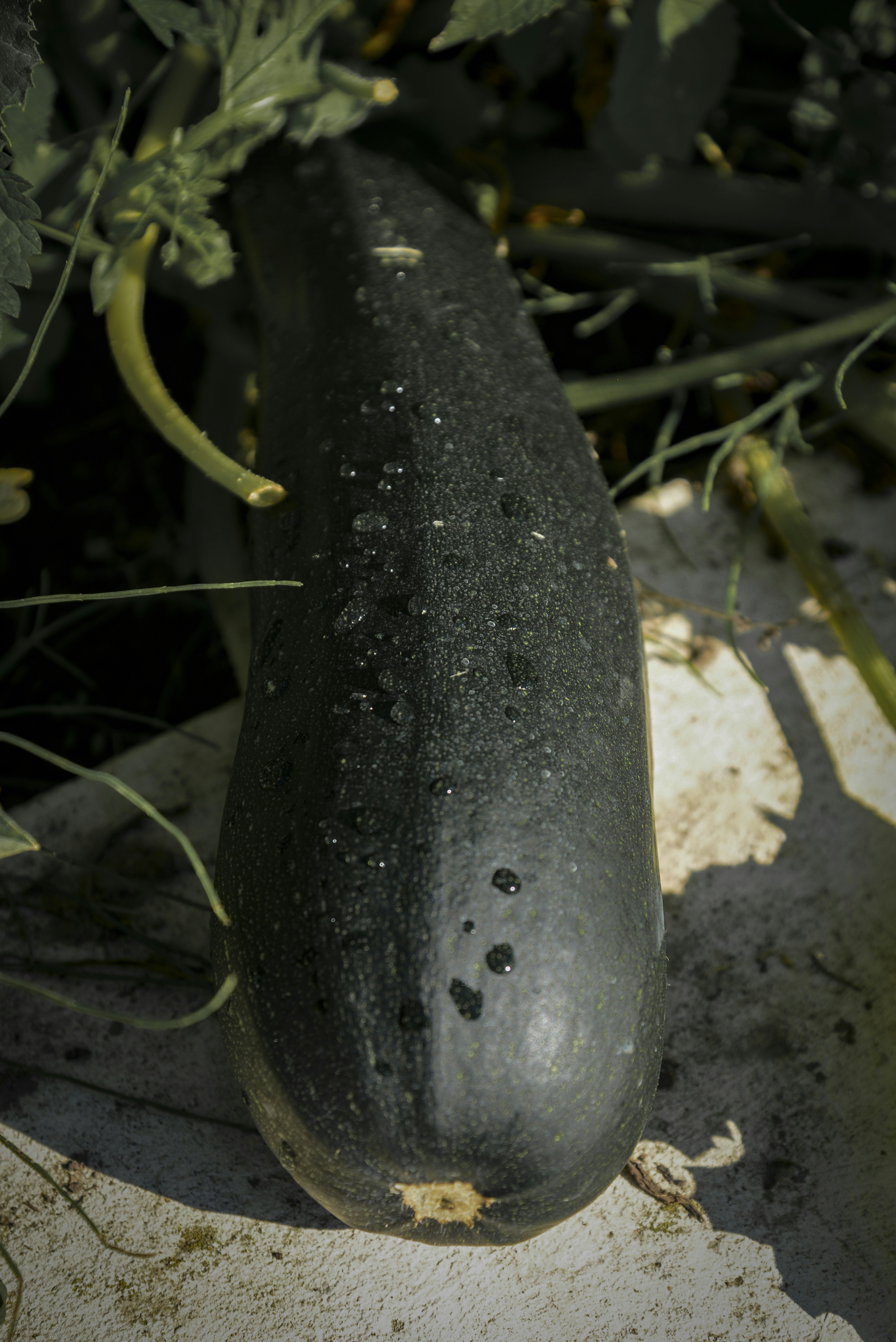 Nature's Curved Gem: A Zucchini's Journey