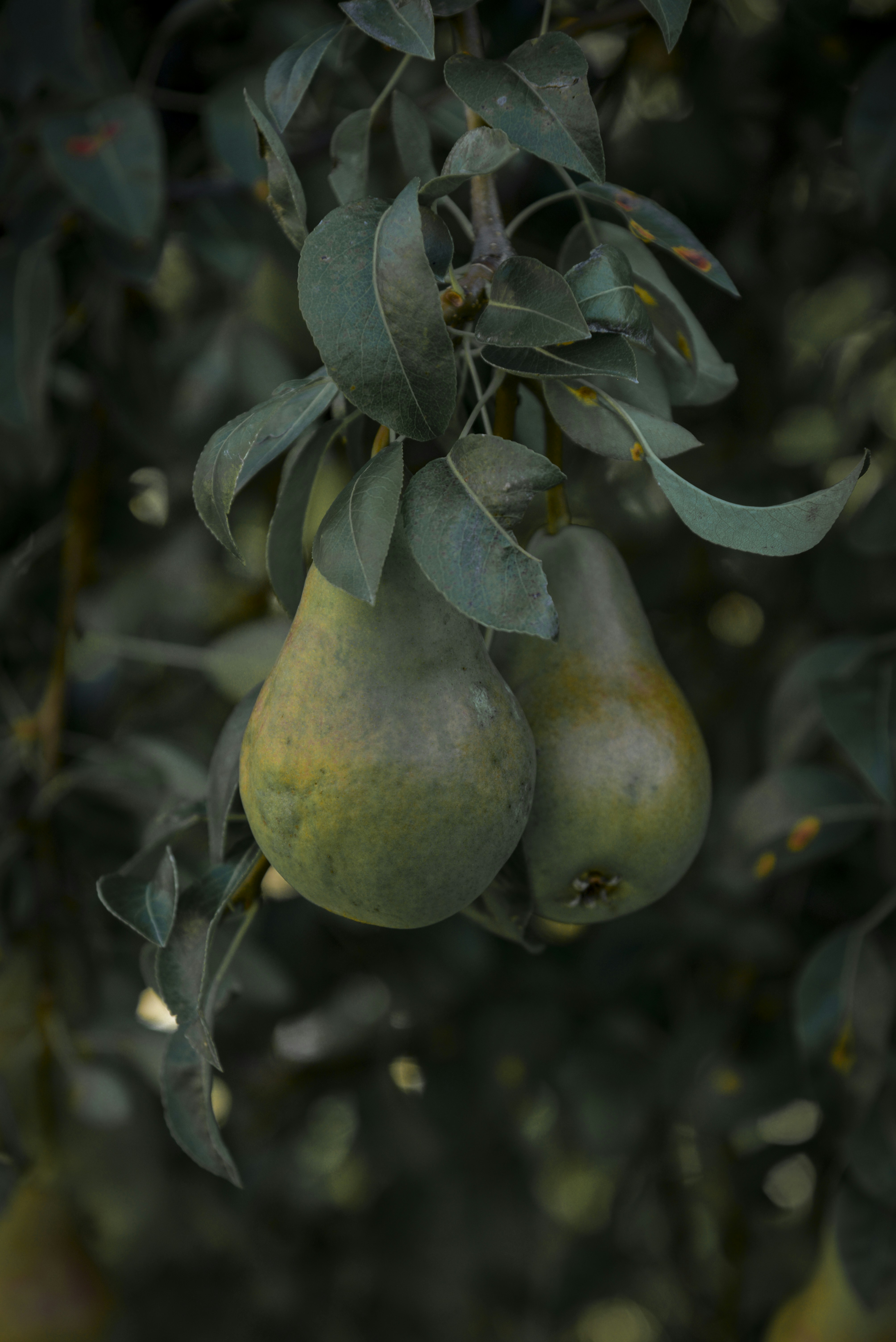 Twin Pears in a Dusky Orchard Canopy