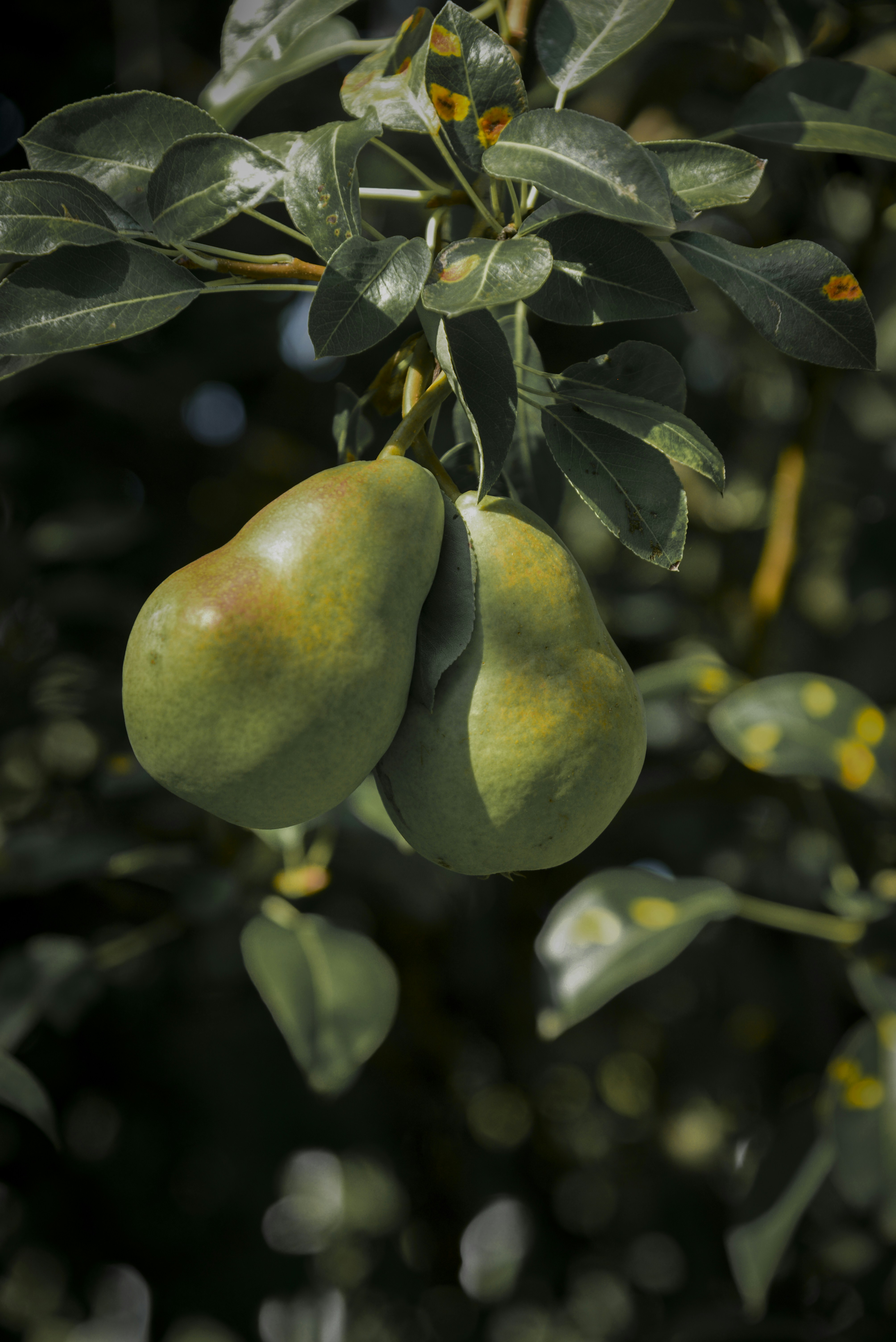 Harvesting Nature's Gems: The Unripe Duo