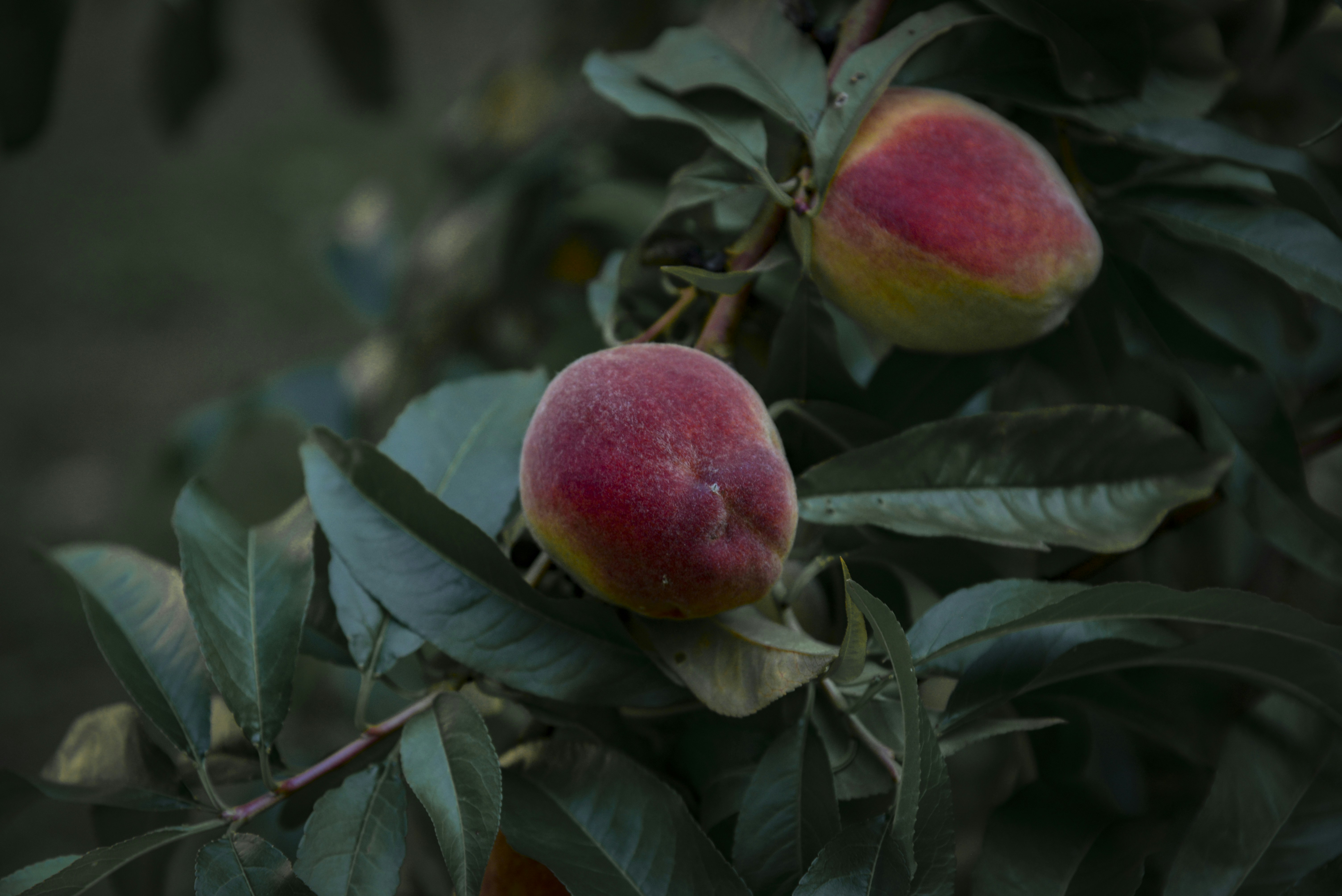 Dim Orchard Peach: A Quiet Moment on a Leafy Branch