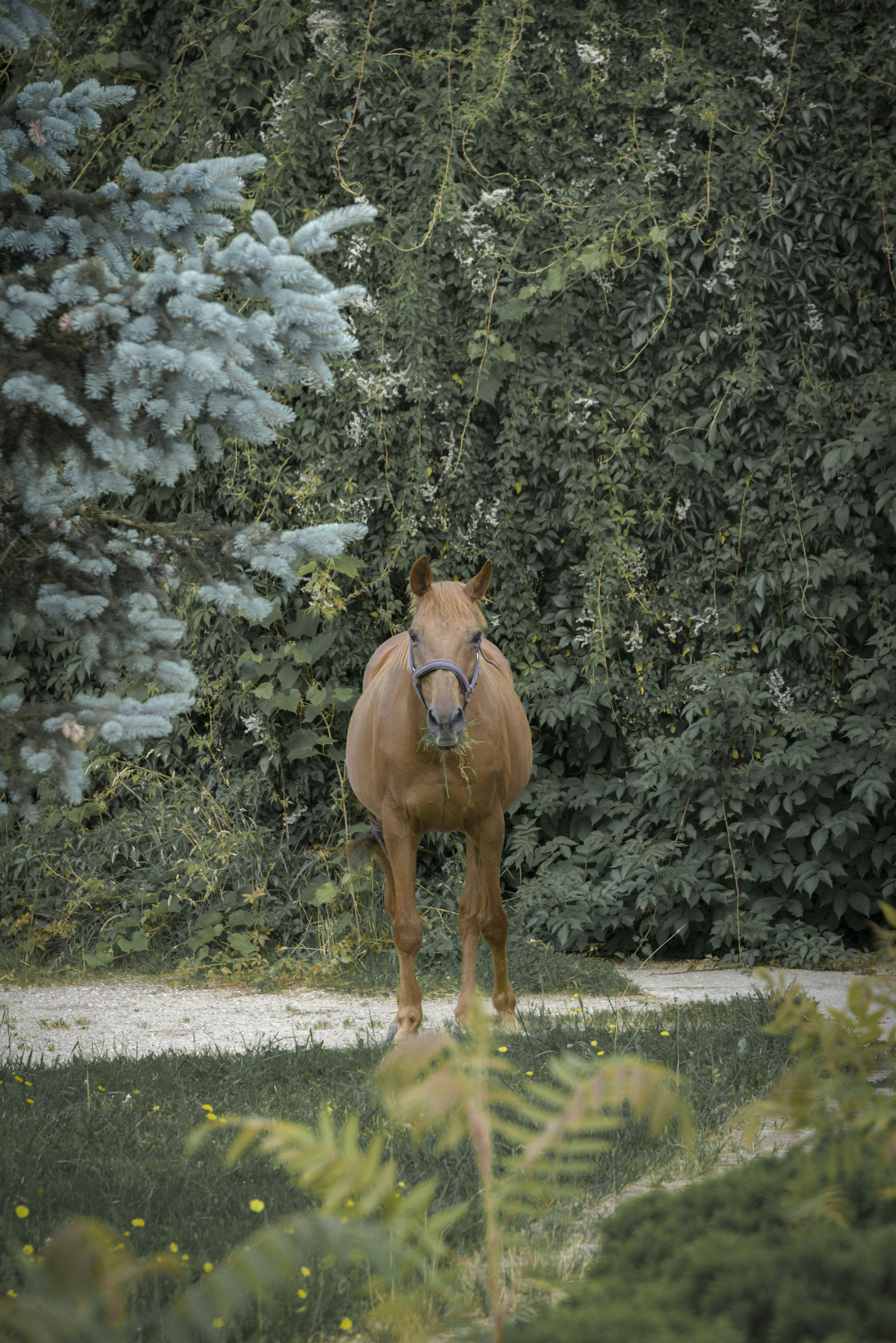 Equine Serenity Amidst Nature's Embrace