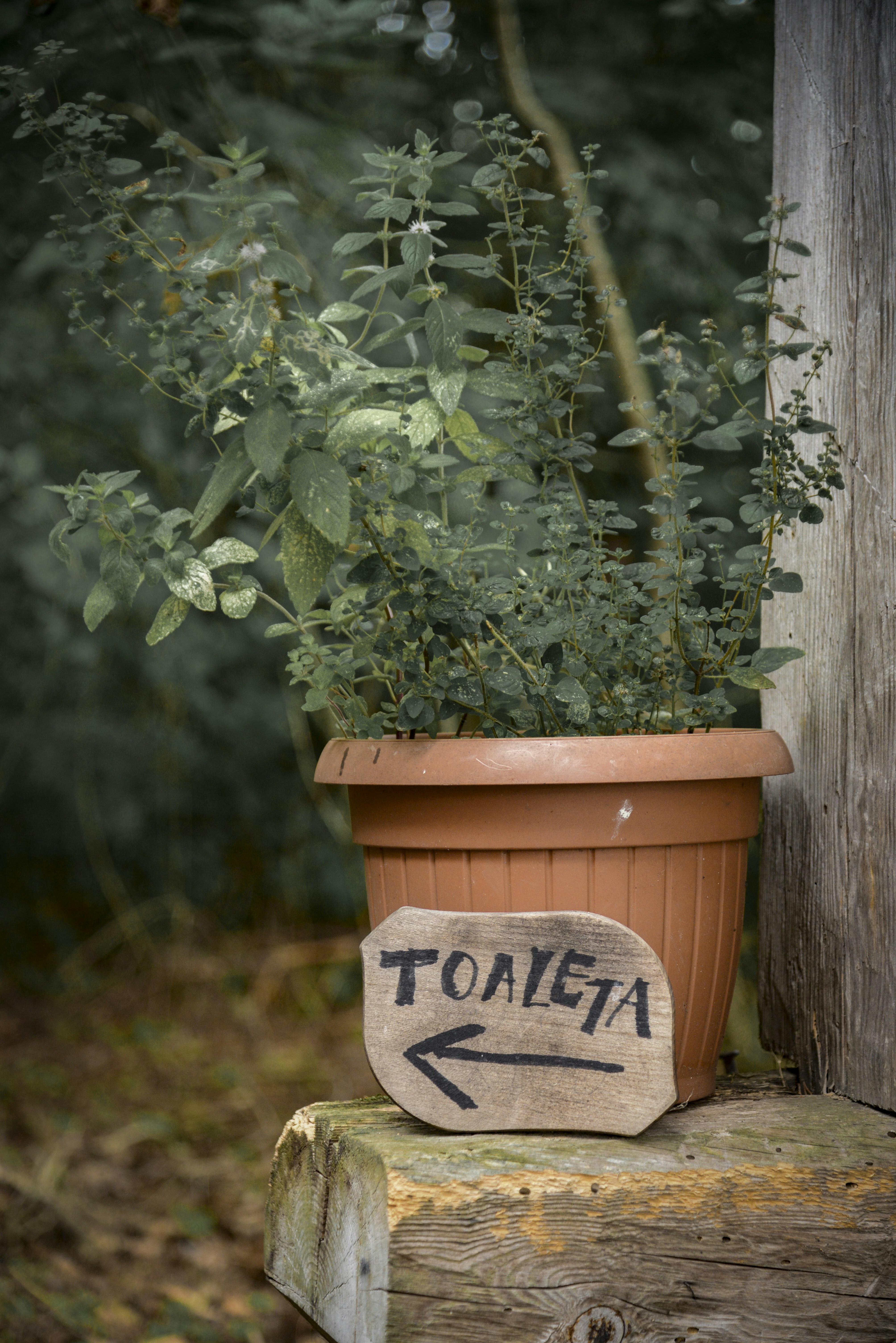Terracotta Pot and Left-Pointing Toilet Sign in a Quiet Garden Corner