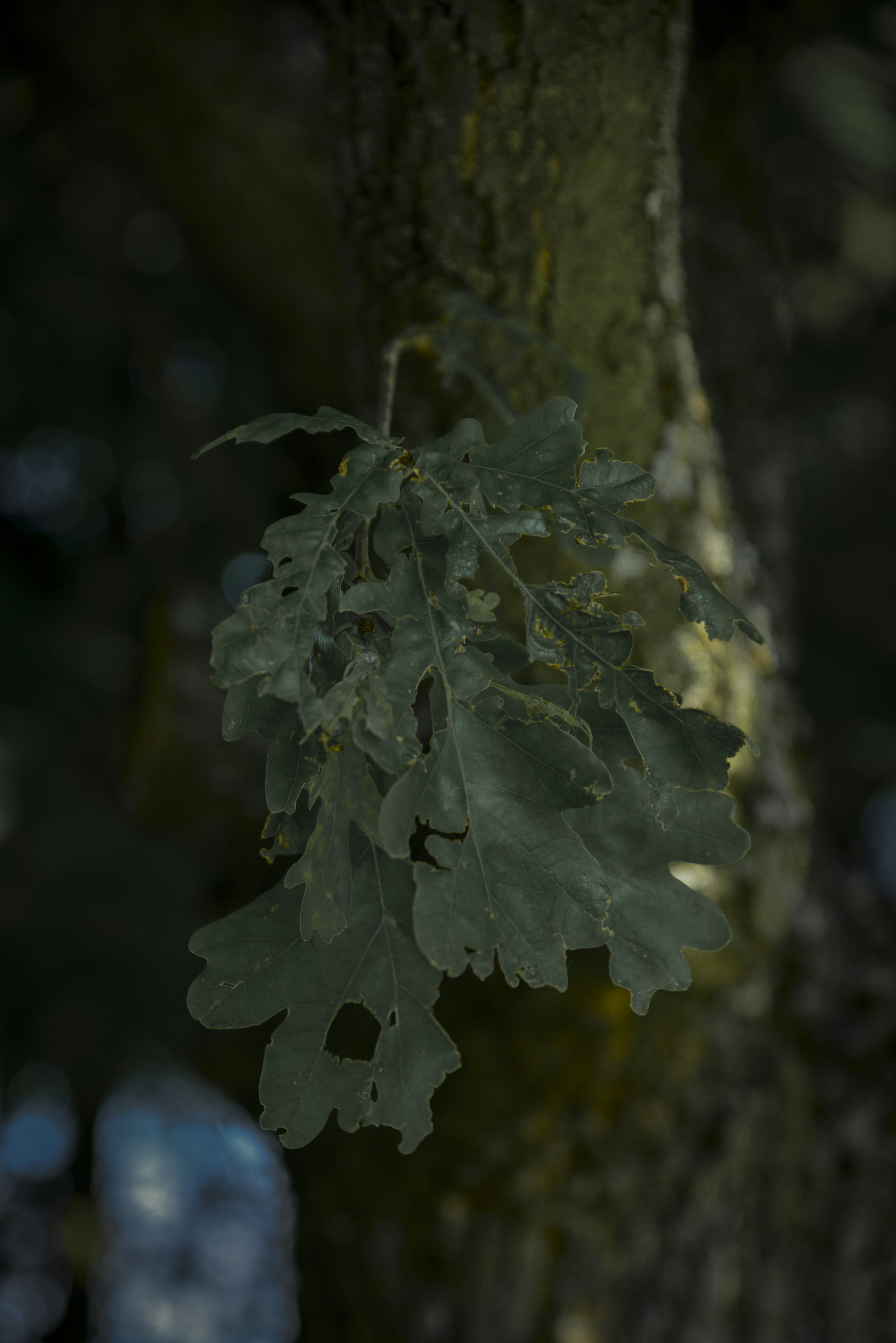 Whispers of Nature: A Leaf's Solitude