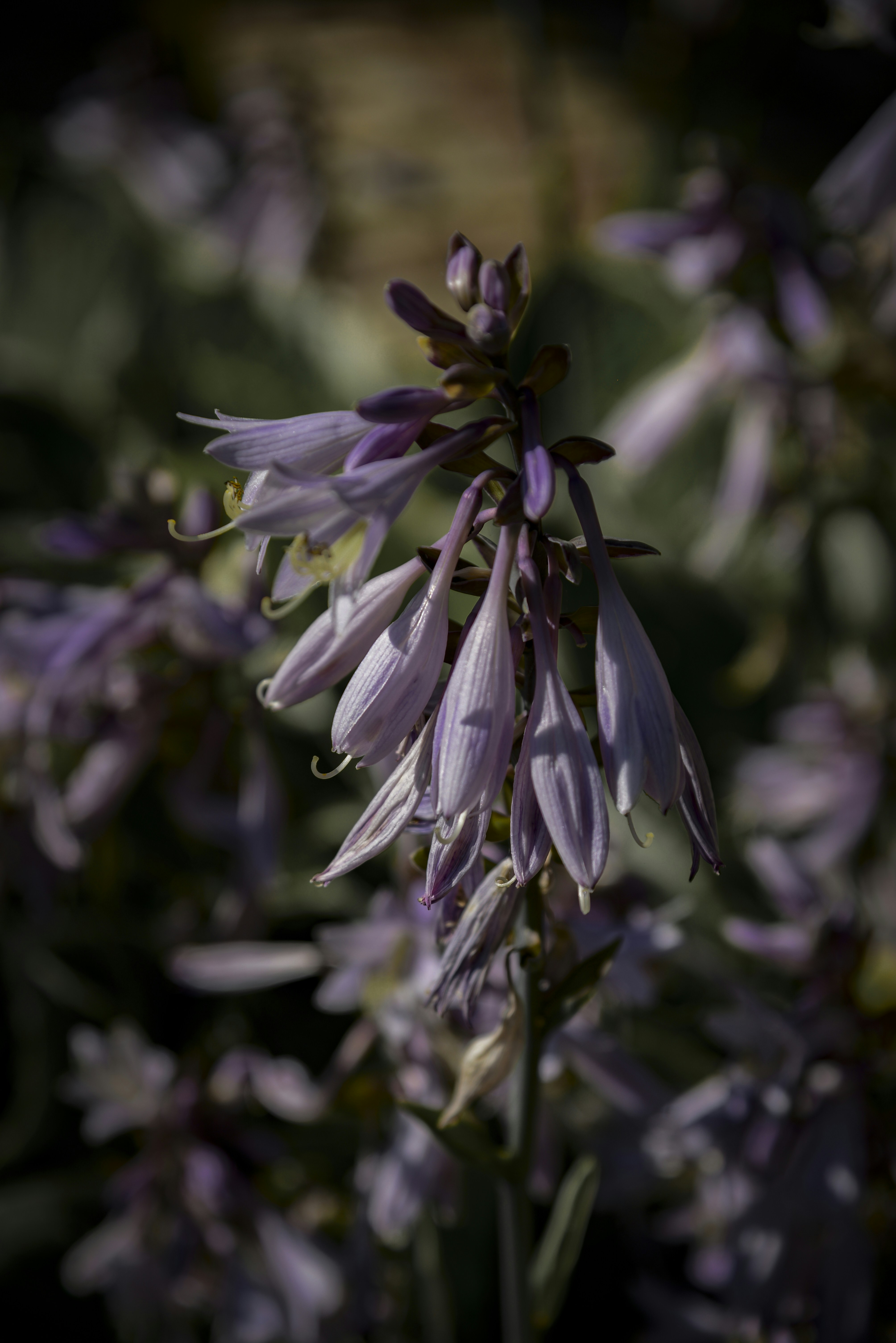 Whispers of Lavender: A Floral Serenade