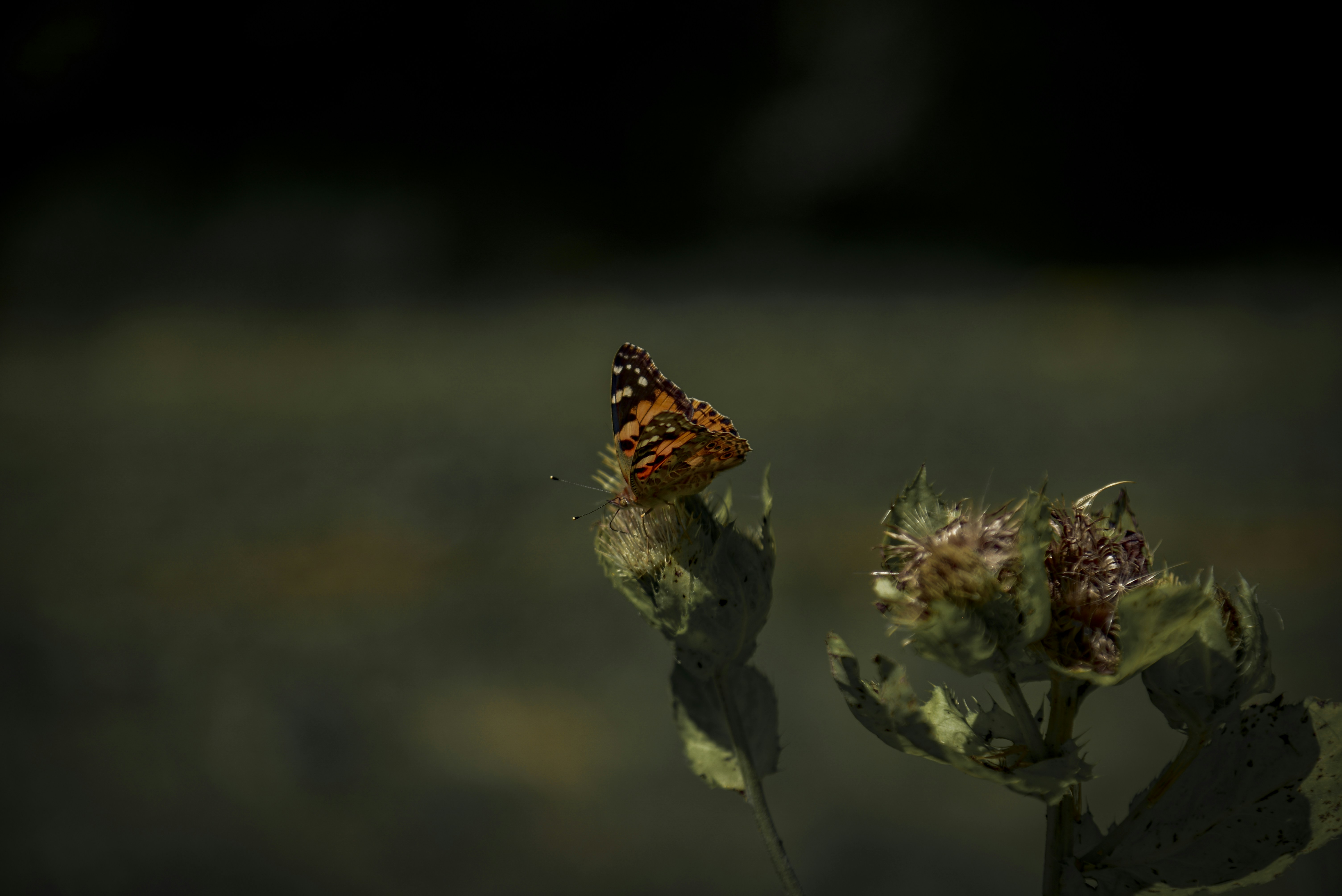 Whispers of Nature: The Monarch's Perch