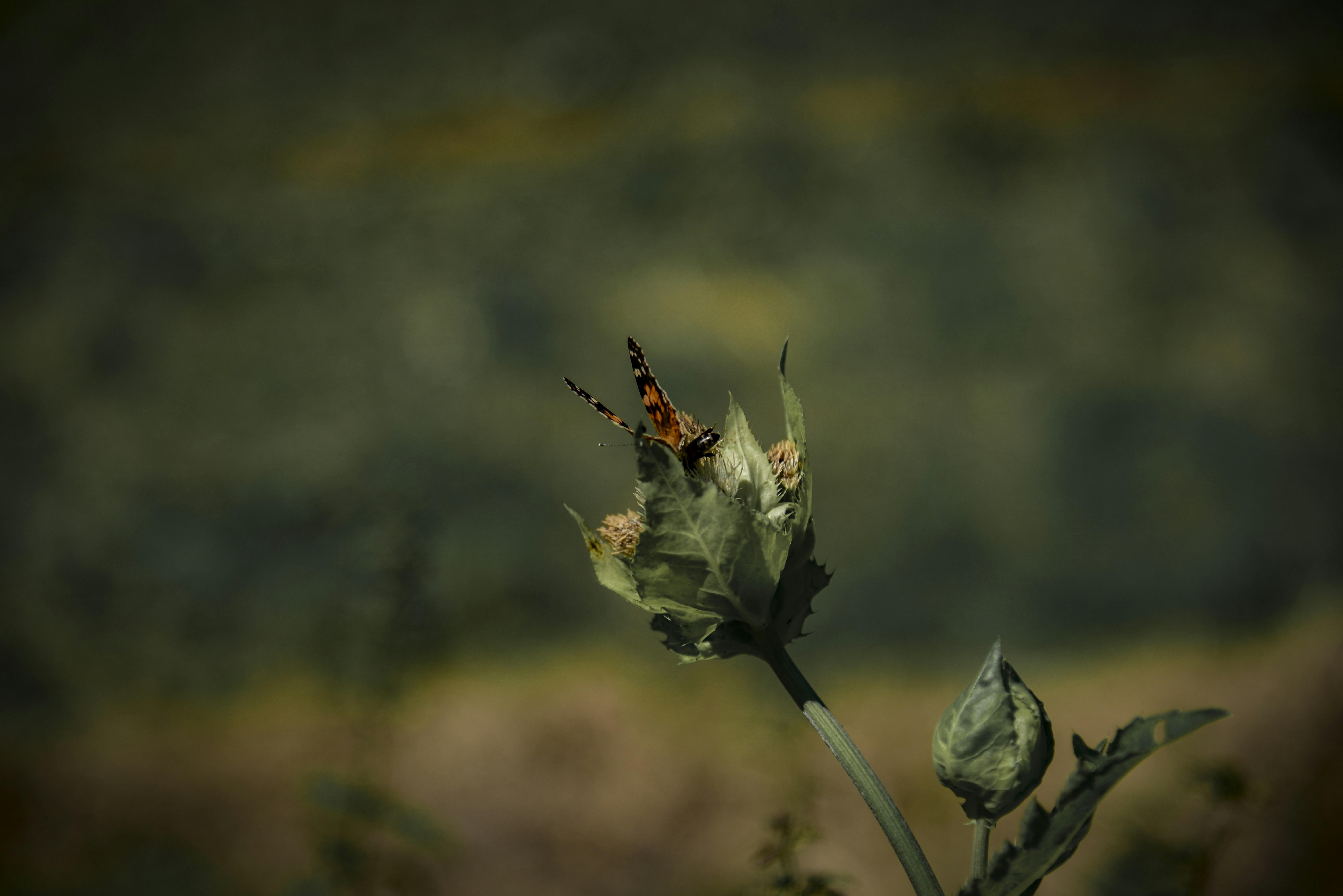 Whispers of Nature: A Butterfly's Embrace
