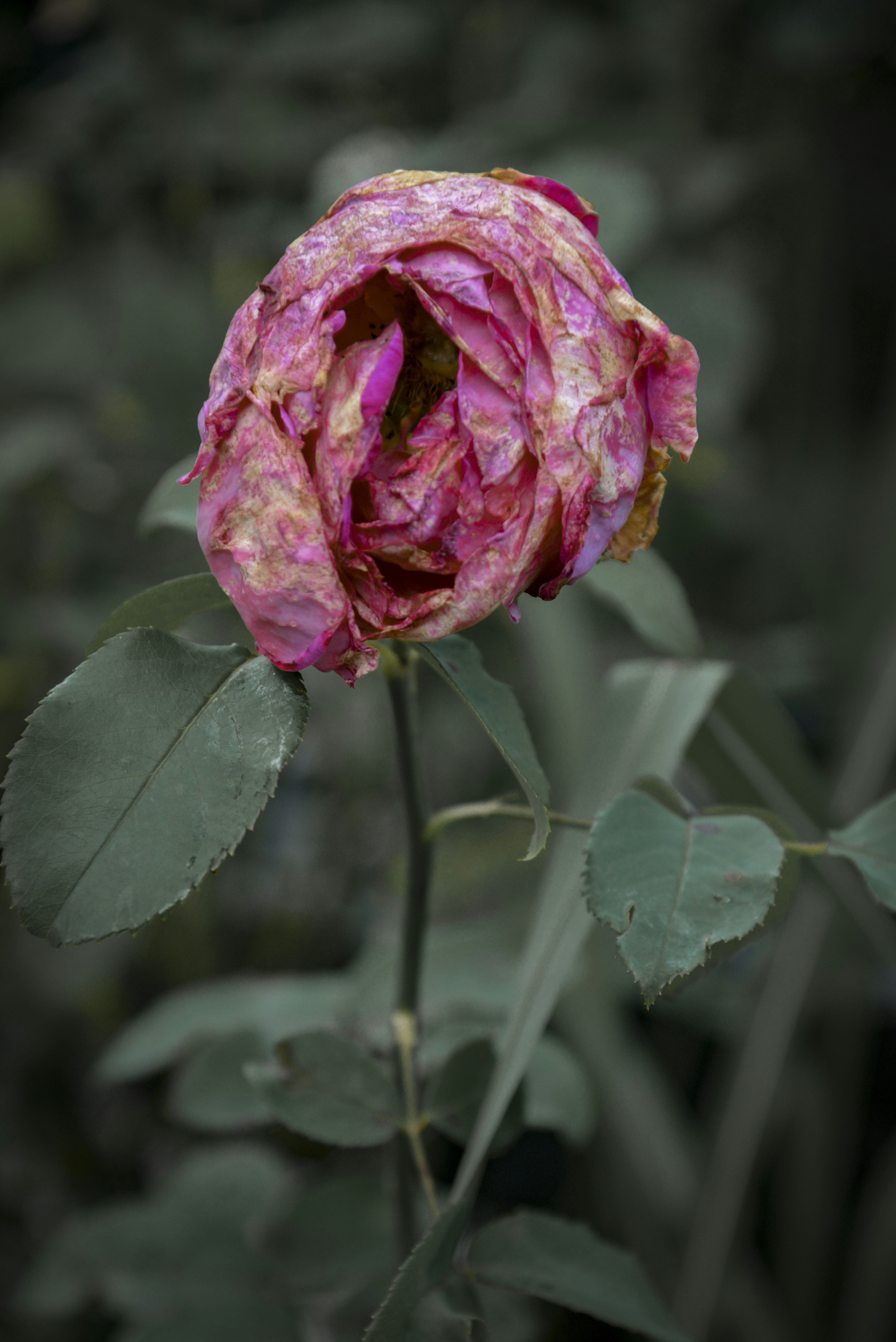 Whispers of a Withered Bloom