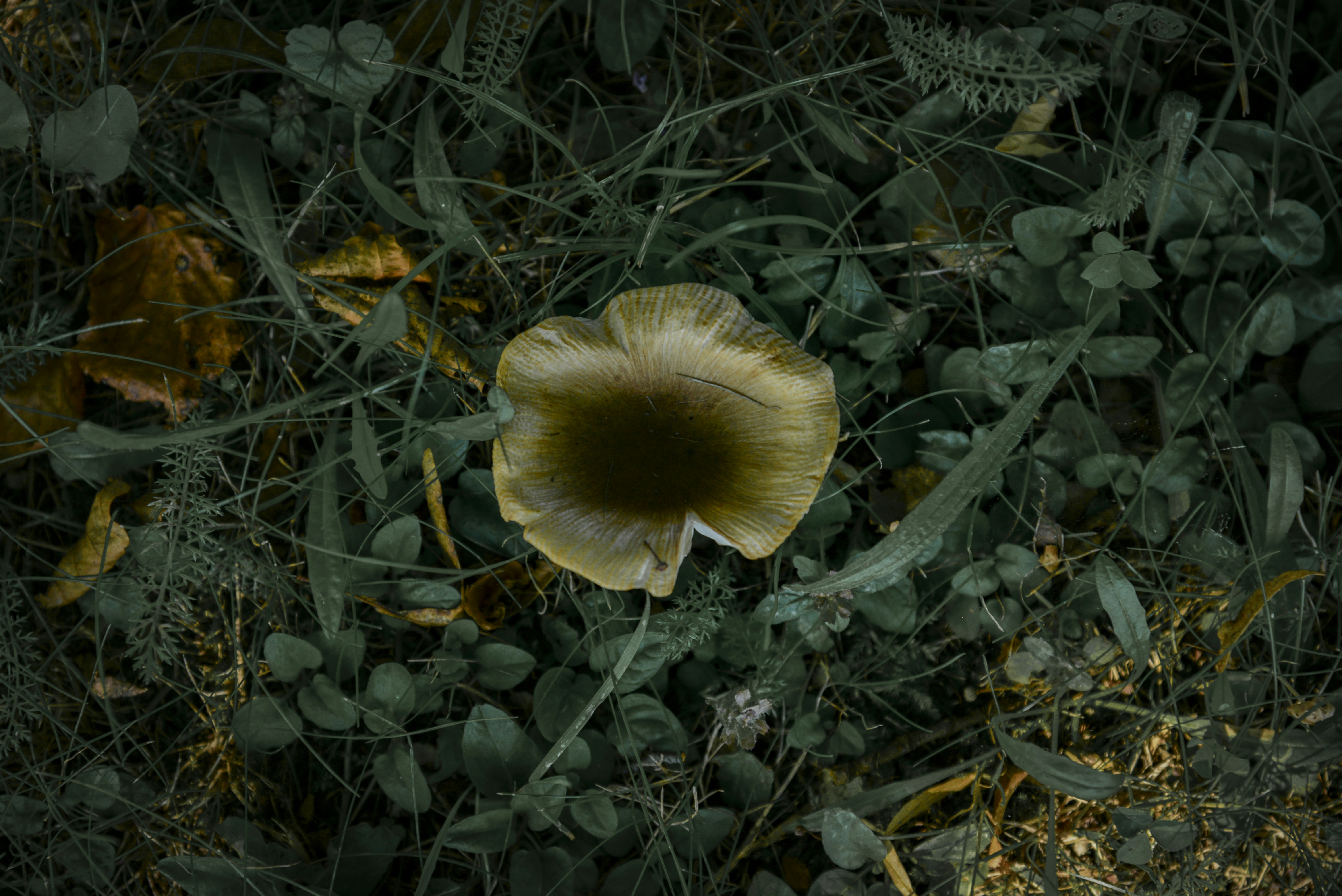 Bronze Cup Fungus Amid Velvet Green: A Quiet Center on the Shadowed Forest Floor