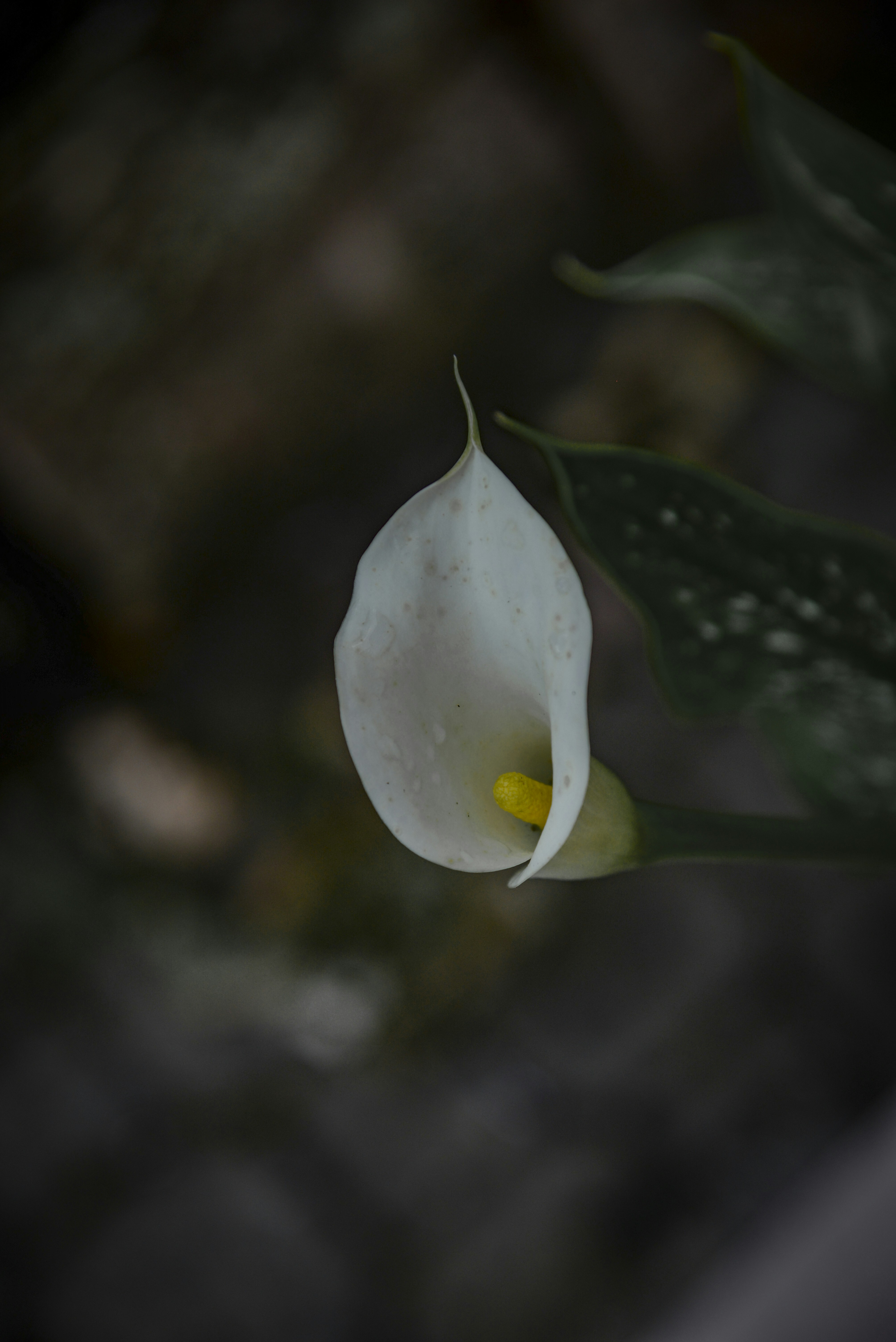 Whispers of Elegance: The Calla Lily's Charm