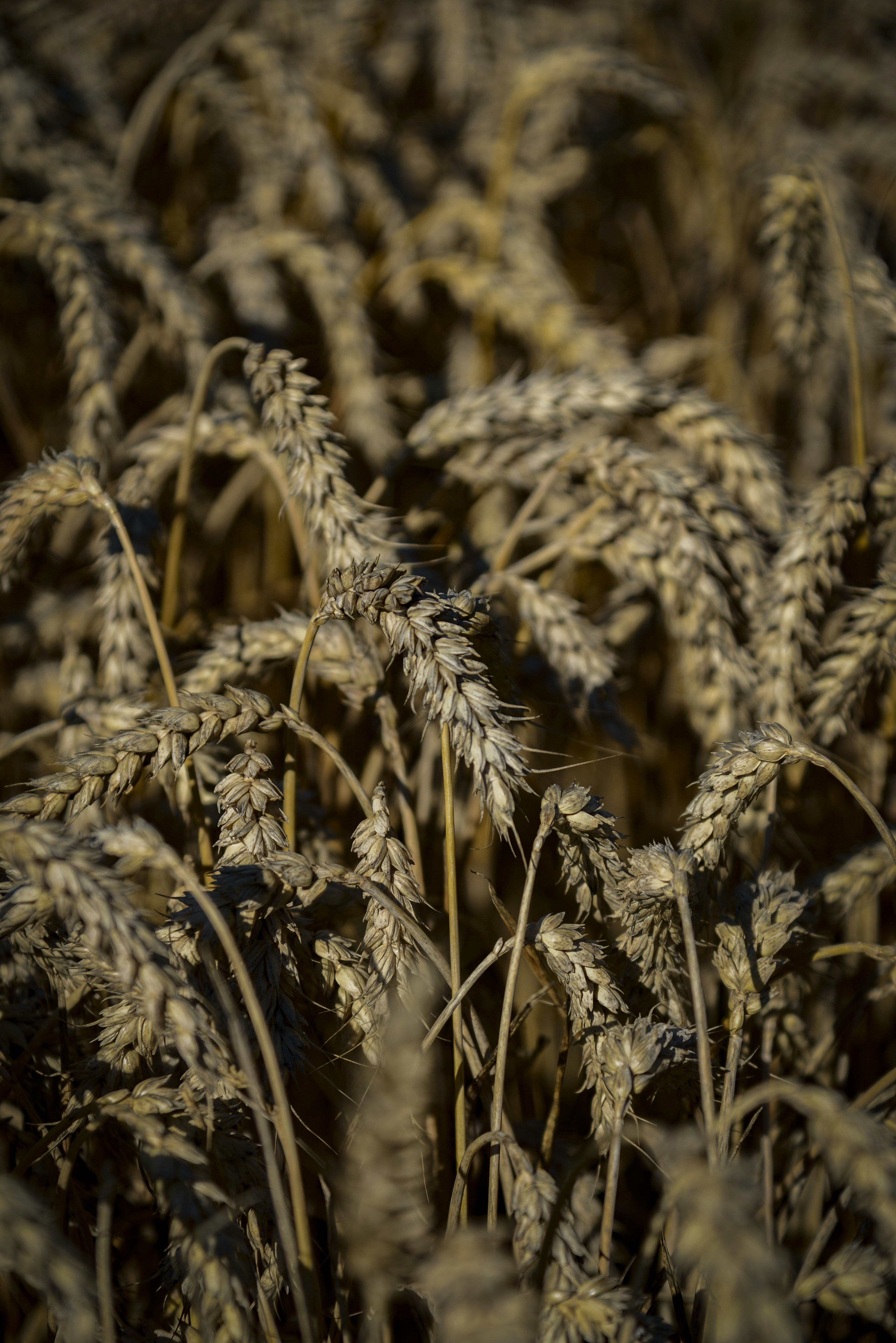 Whispers of the Golden Harvest