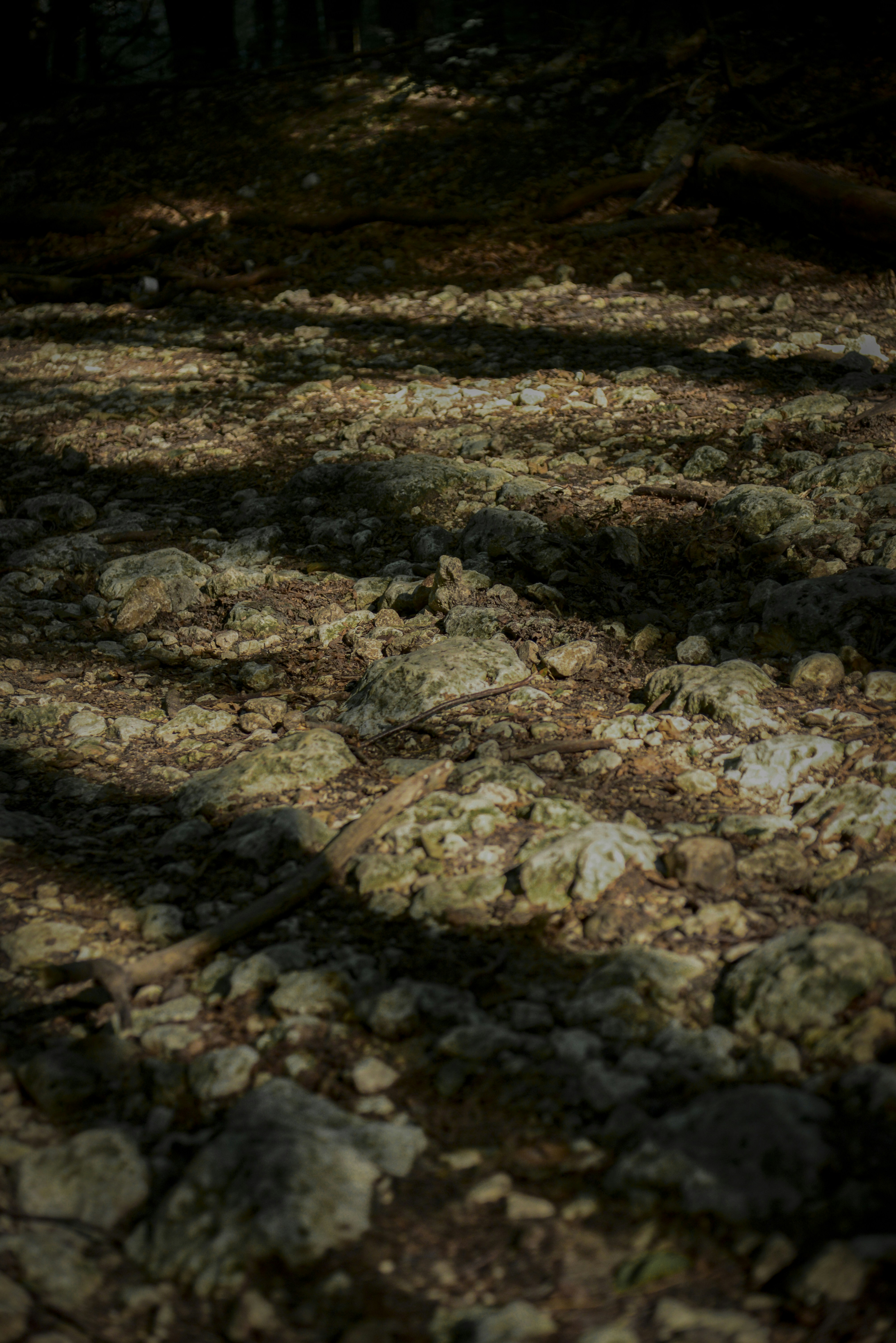 Sunlit Bed of Stones: Dappled Light Across a Forest Floor