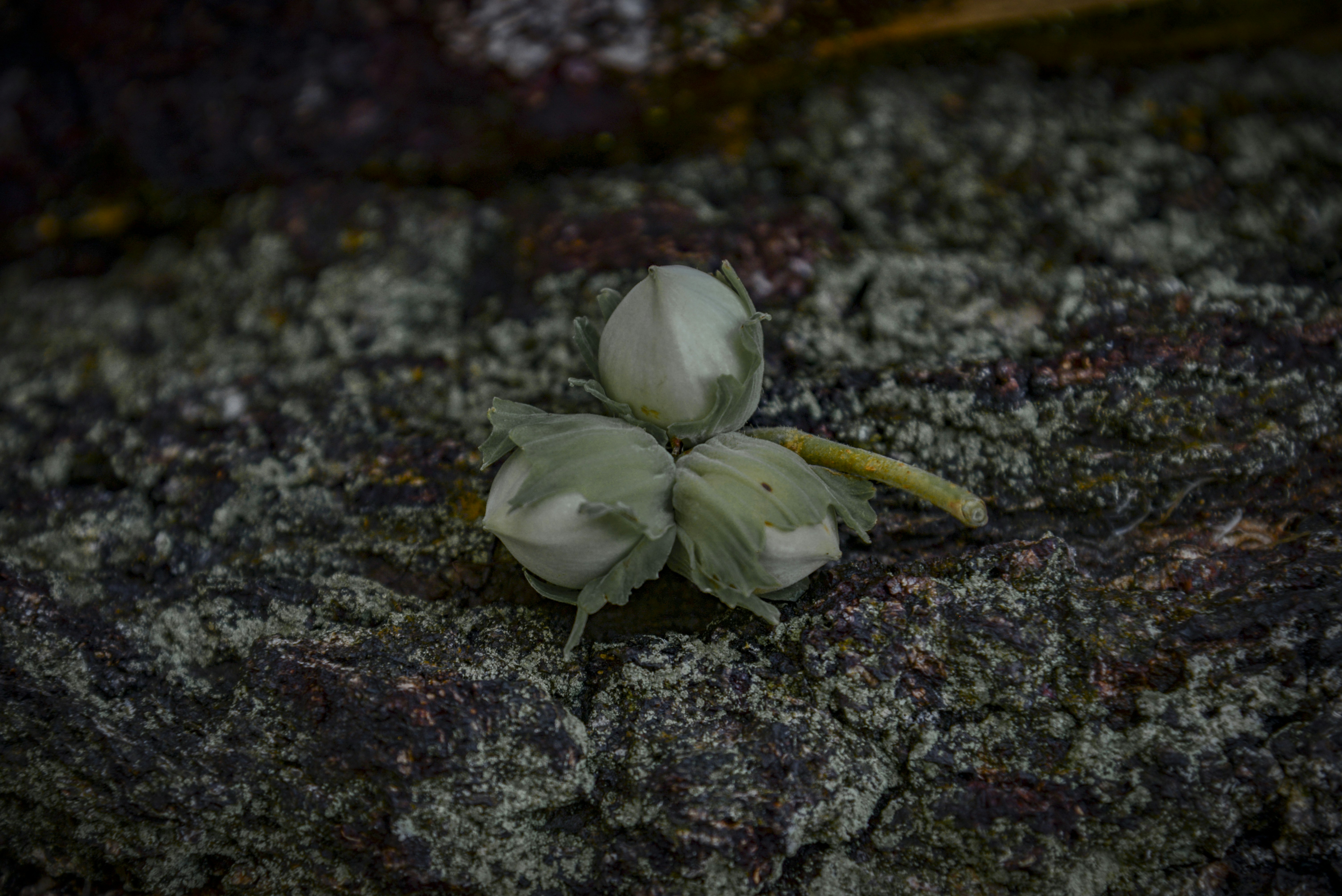 Three light green sprouts on dark ground