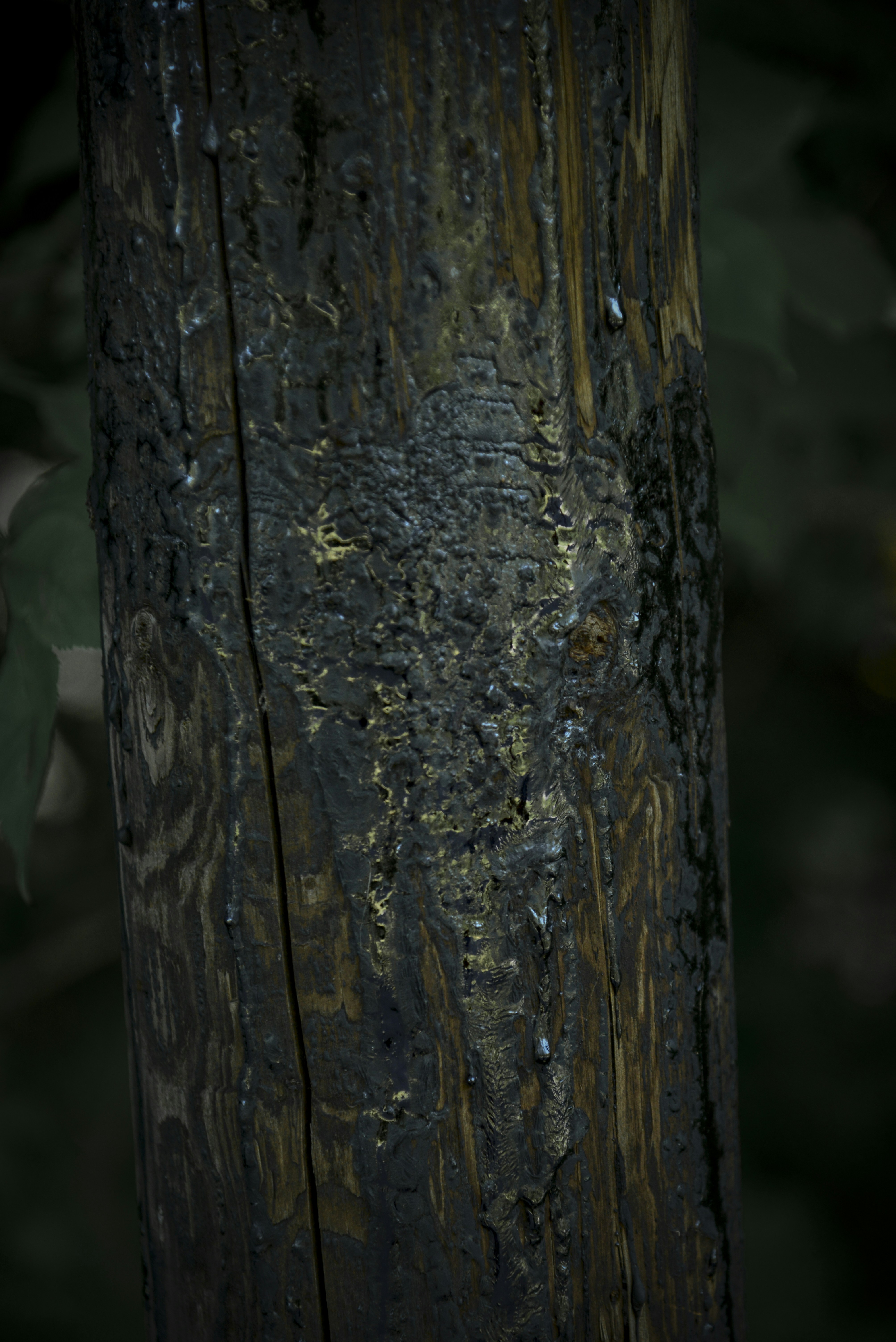 Close-up of weathered, dark wood texture