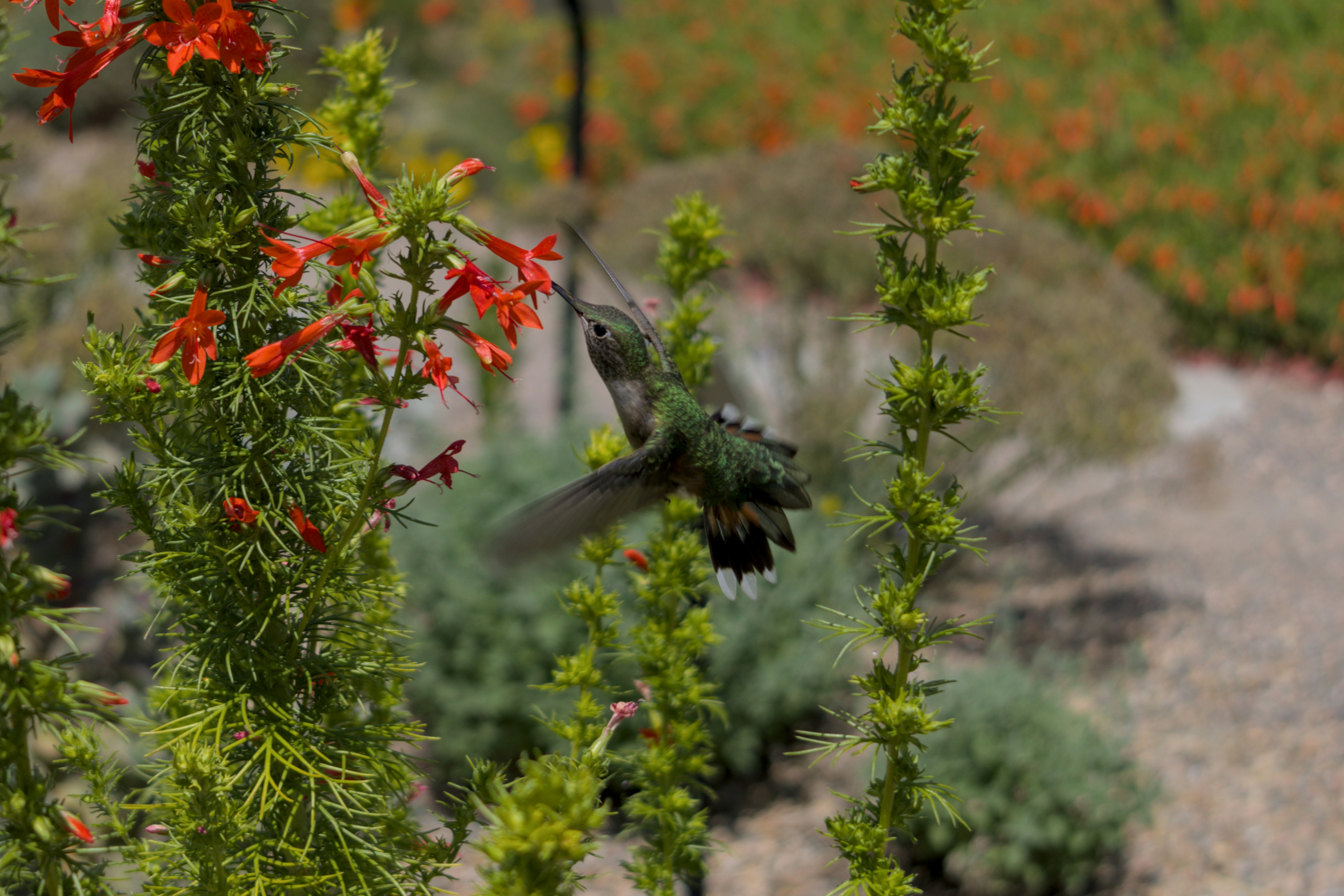 It happened so fast, but I was able to get some shots of this little hungry guy. I should've set a faster shutter speed than what I had. | Green plants and orange flowers in a garden
