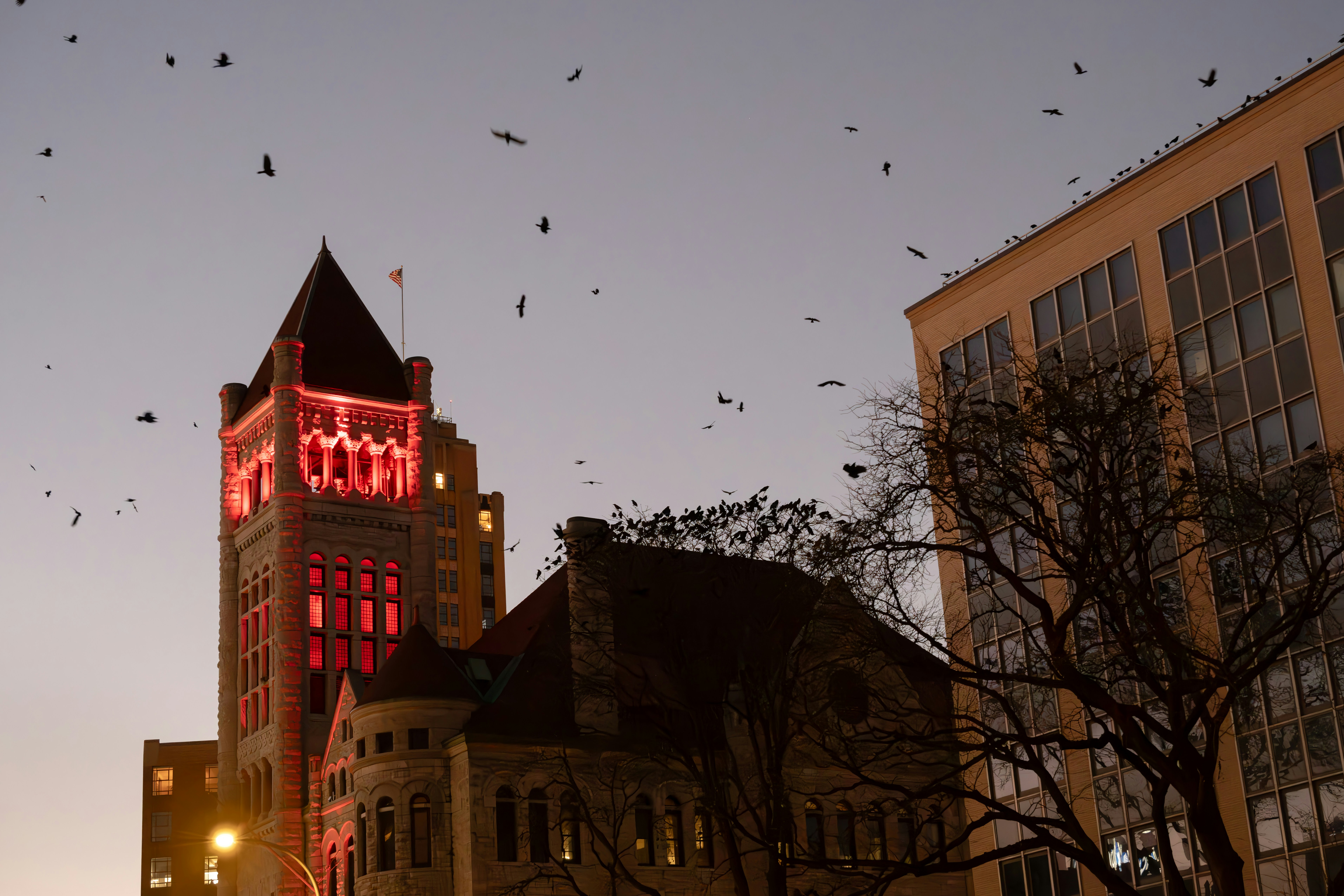 Downtown Syracuse comes alive with the mesmerizing flight and haunting chirps of flocks of crows at night | Birds flying over illuminated buildings at dusk