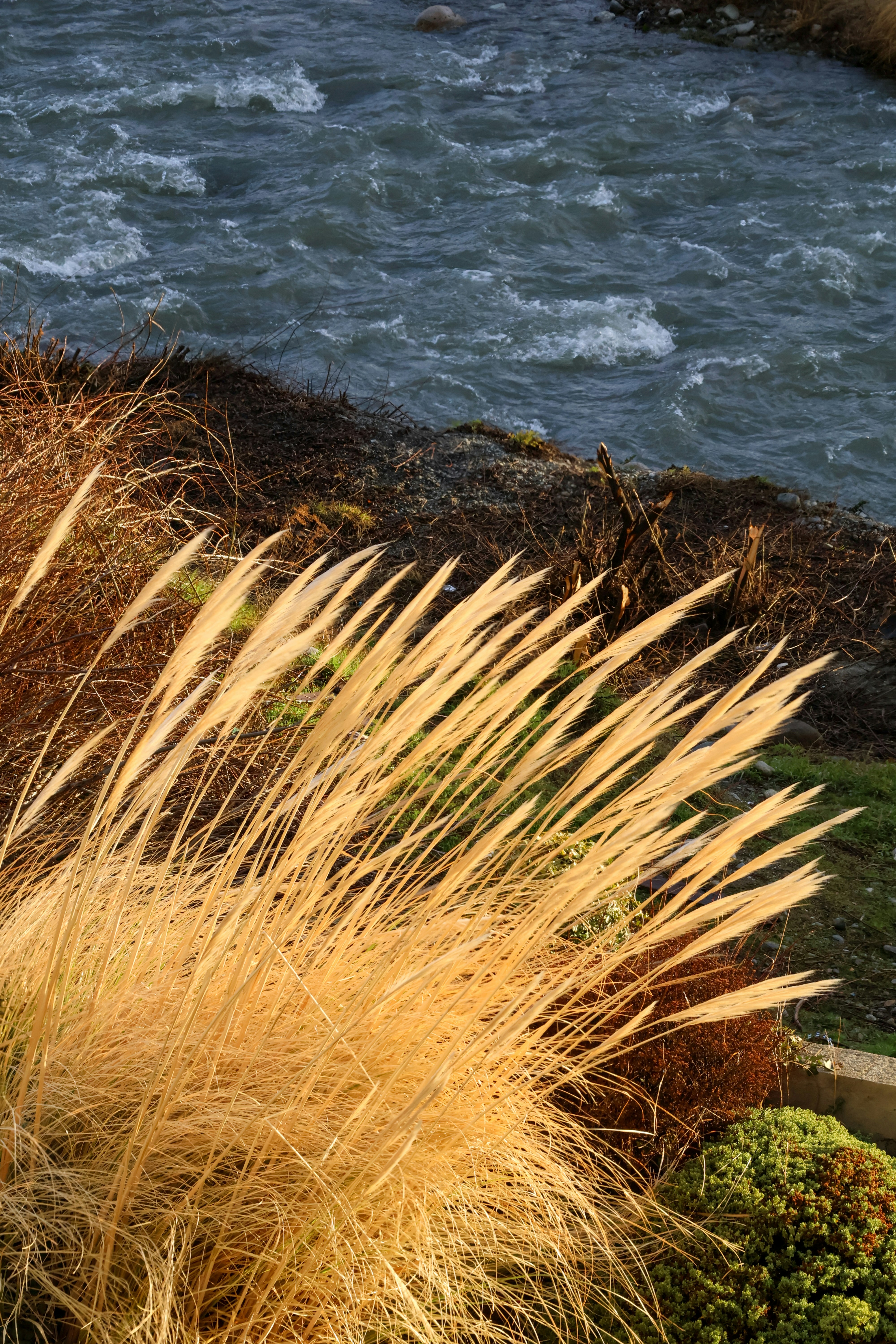 Whispers of the Wind: Nature's Golden Brush