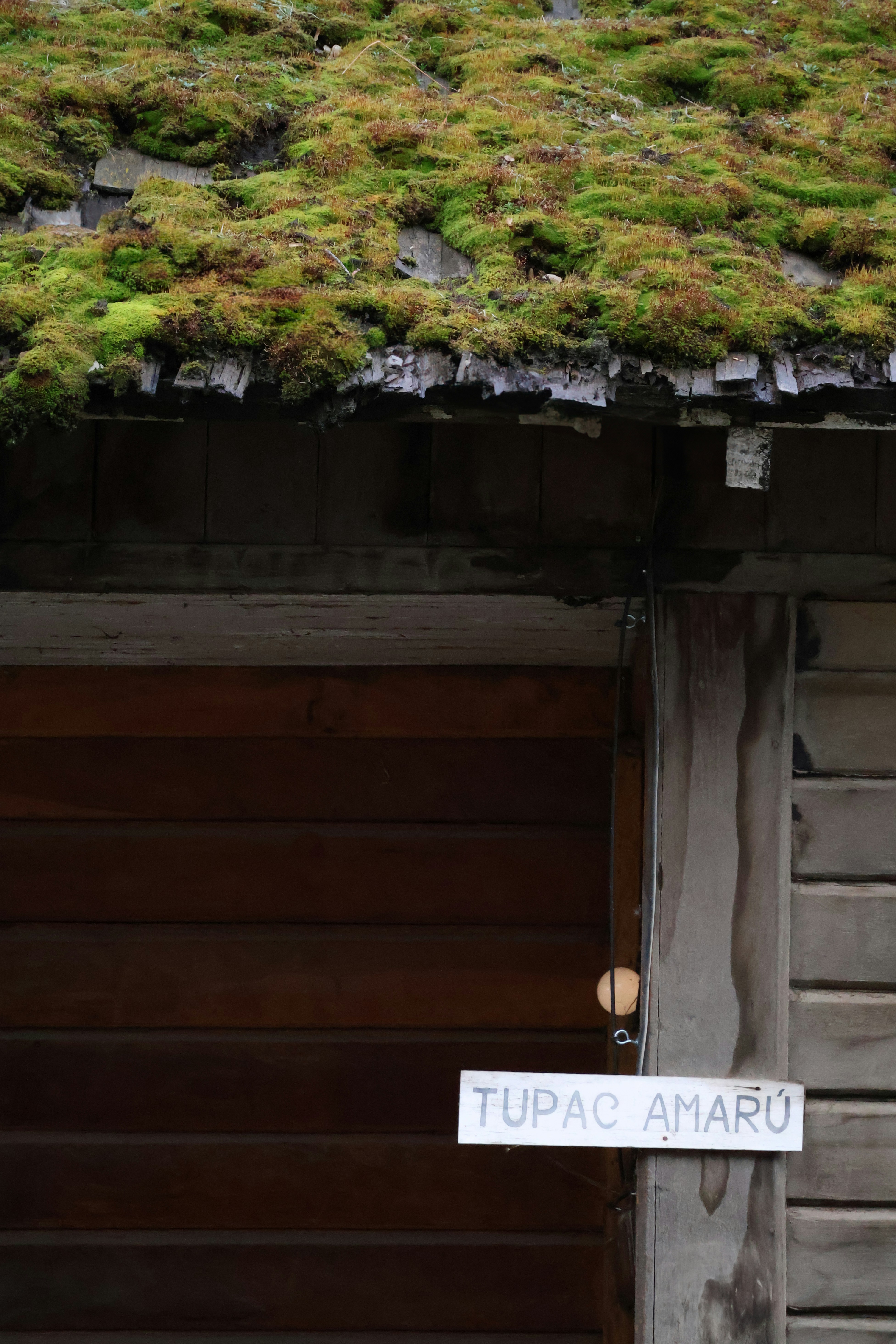 Nature's Embrace on a Historic Facade
