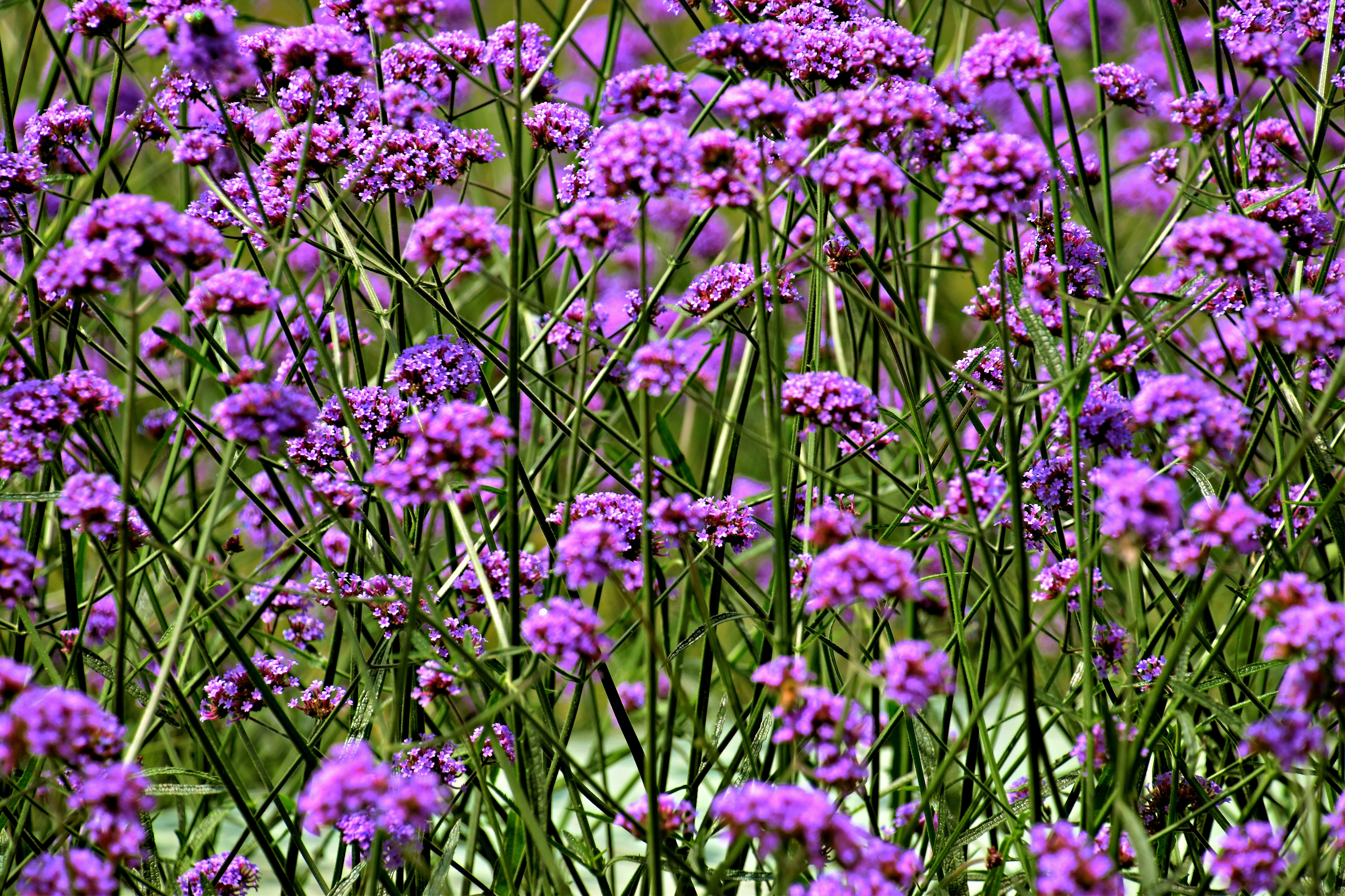A Symphony of Purple Blooms