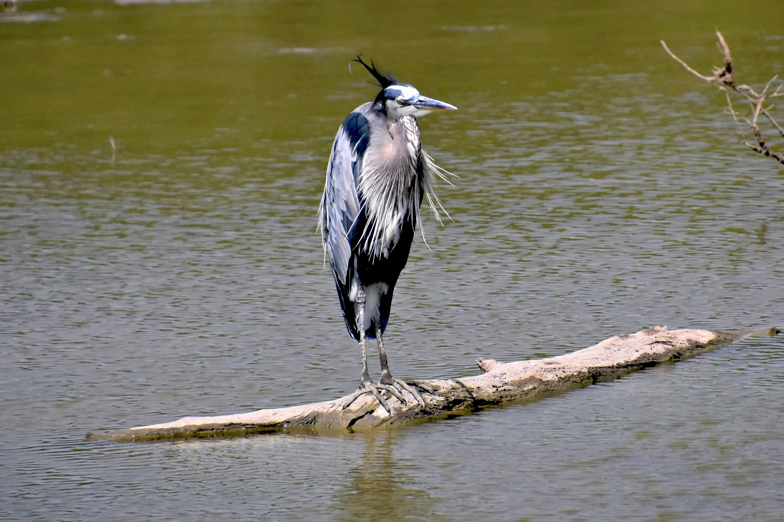 A grey heron stands on a log in water.