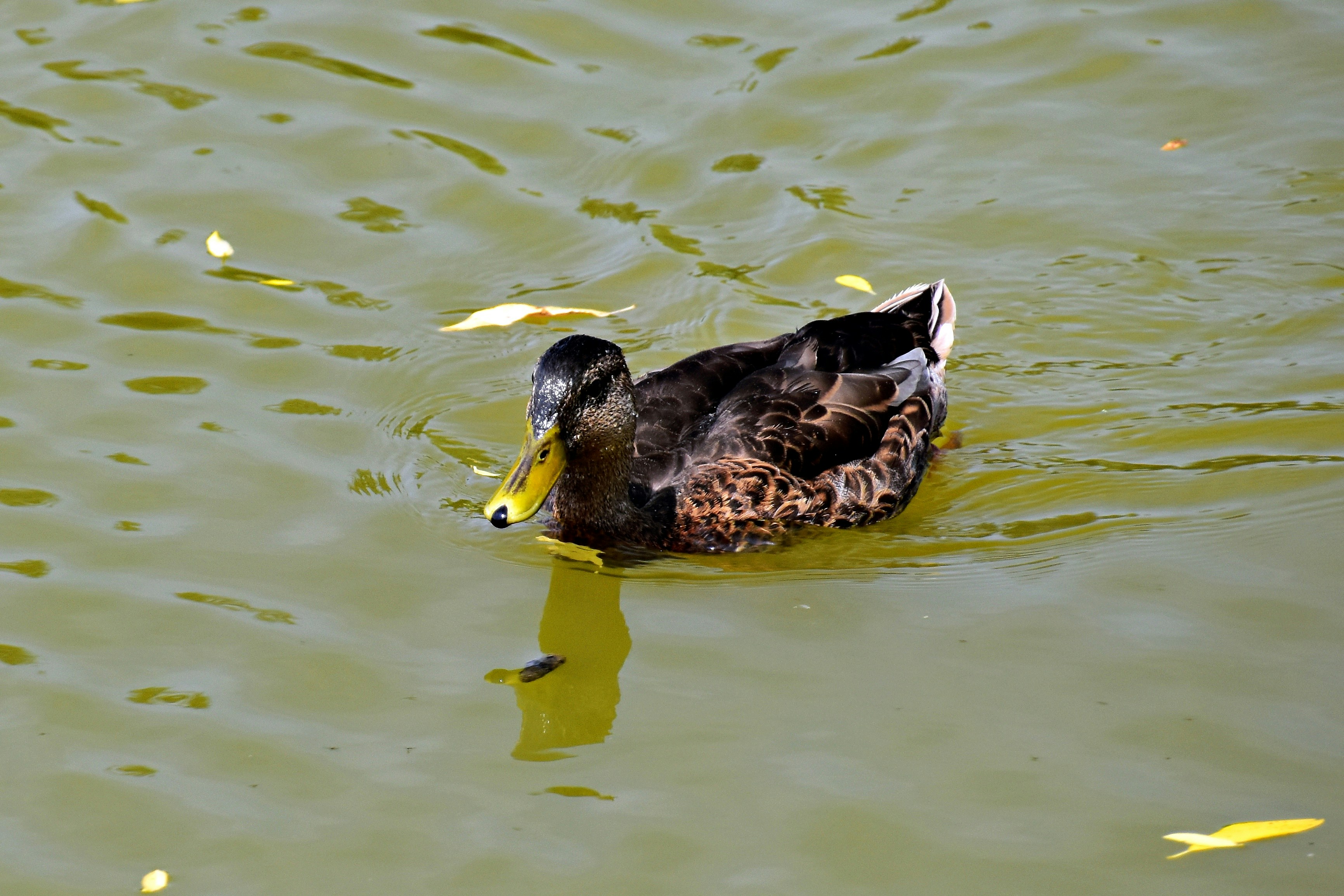 Mallard duck gliding through tranquil waters adorned with autumn leaves.
