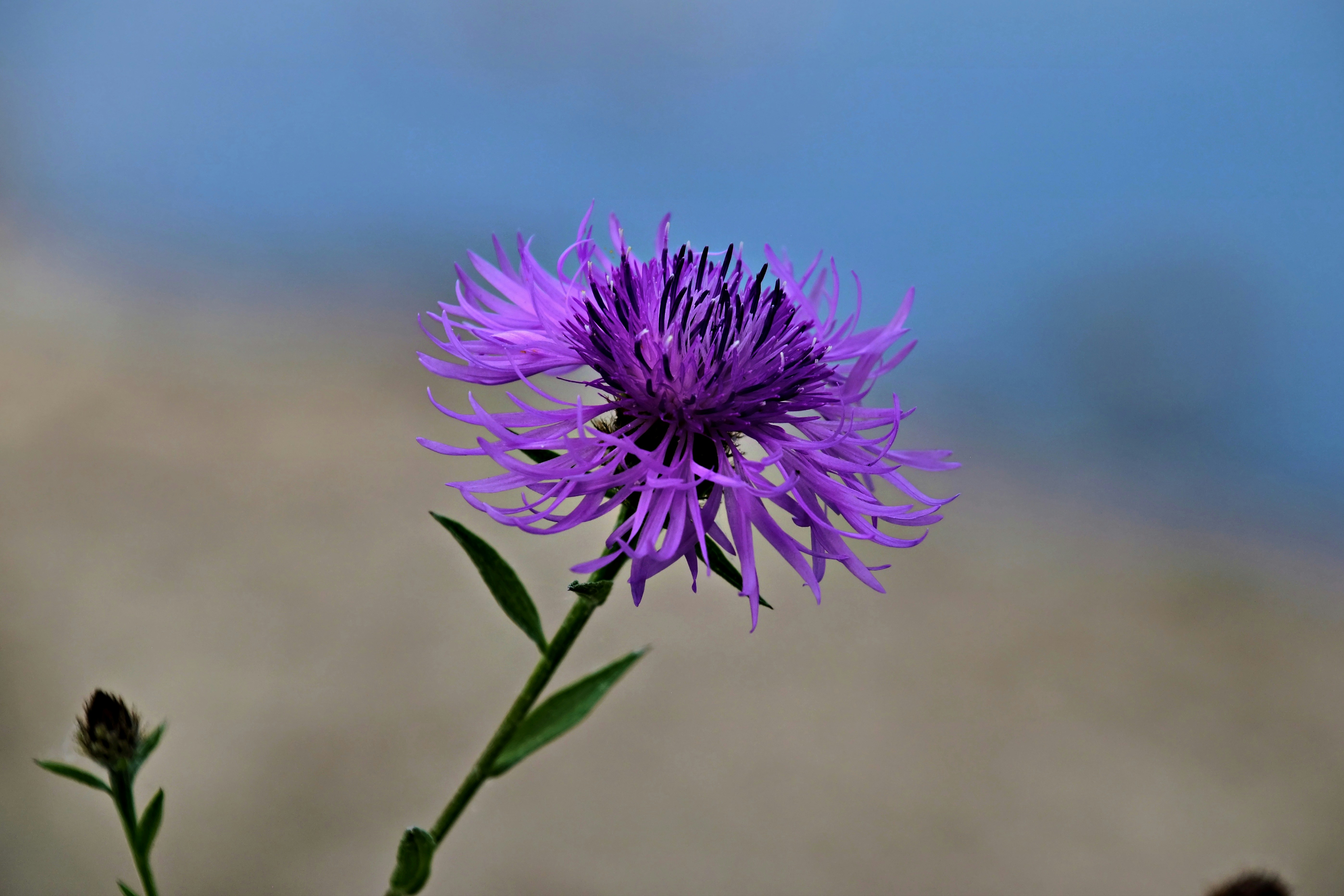 A single purple flower with a blue background