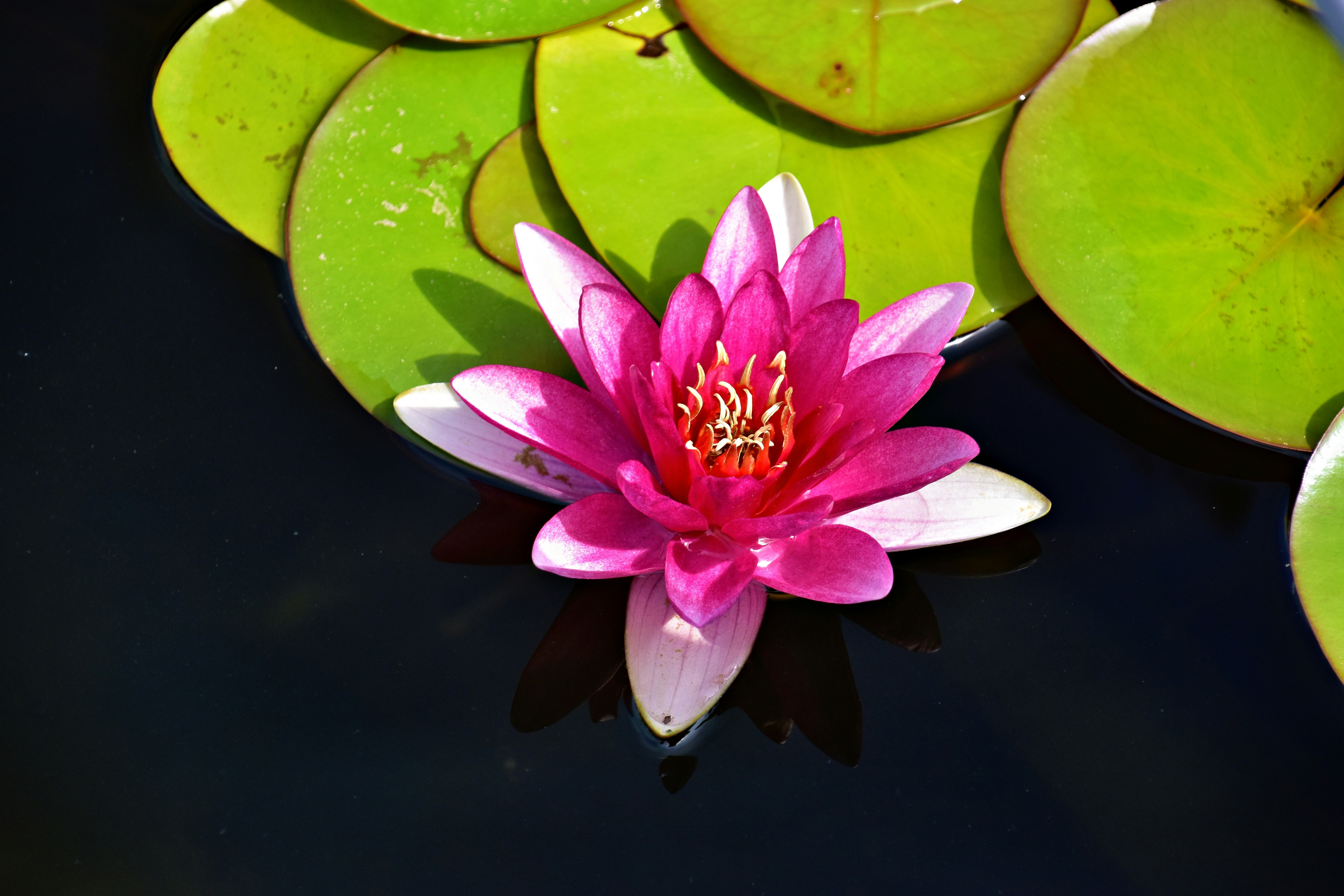Harmony in Bloom: The Water Lily's Dance