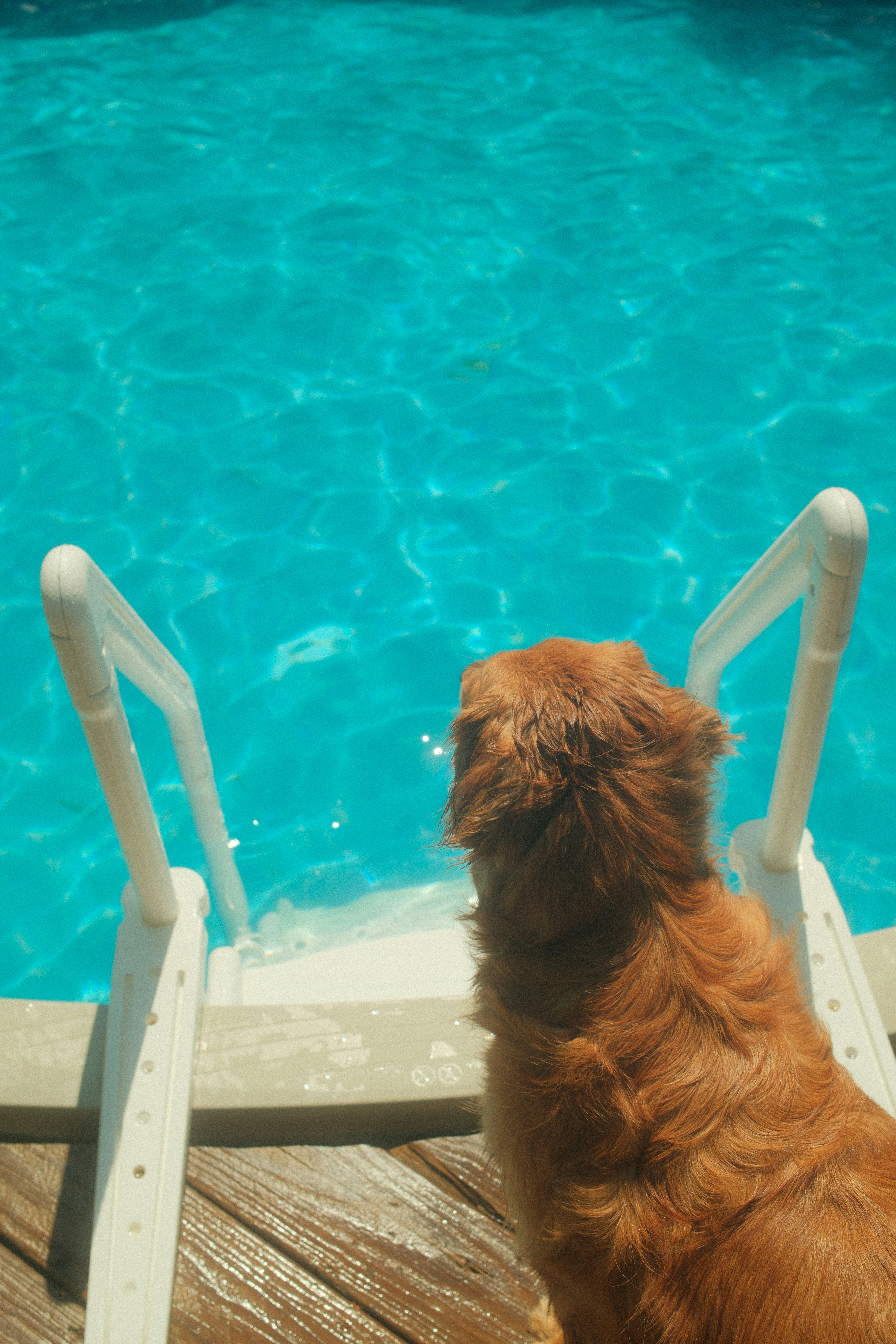 Golden Paws by the Poolside