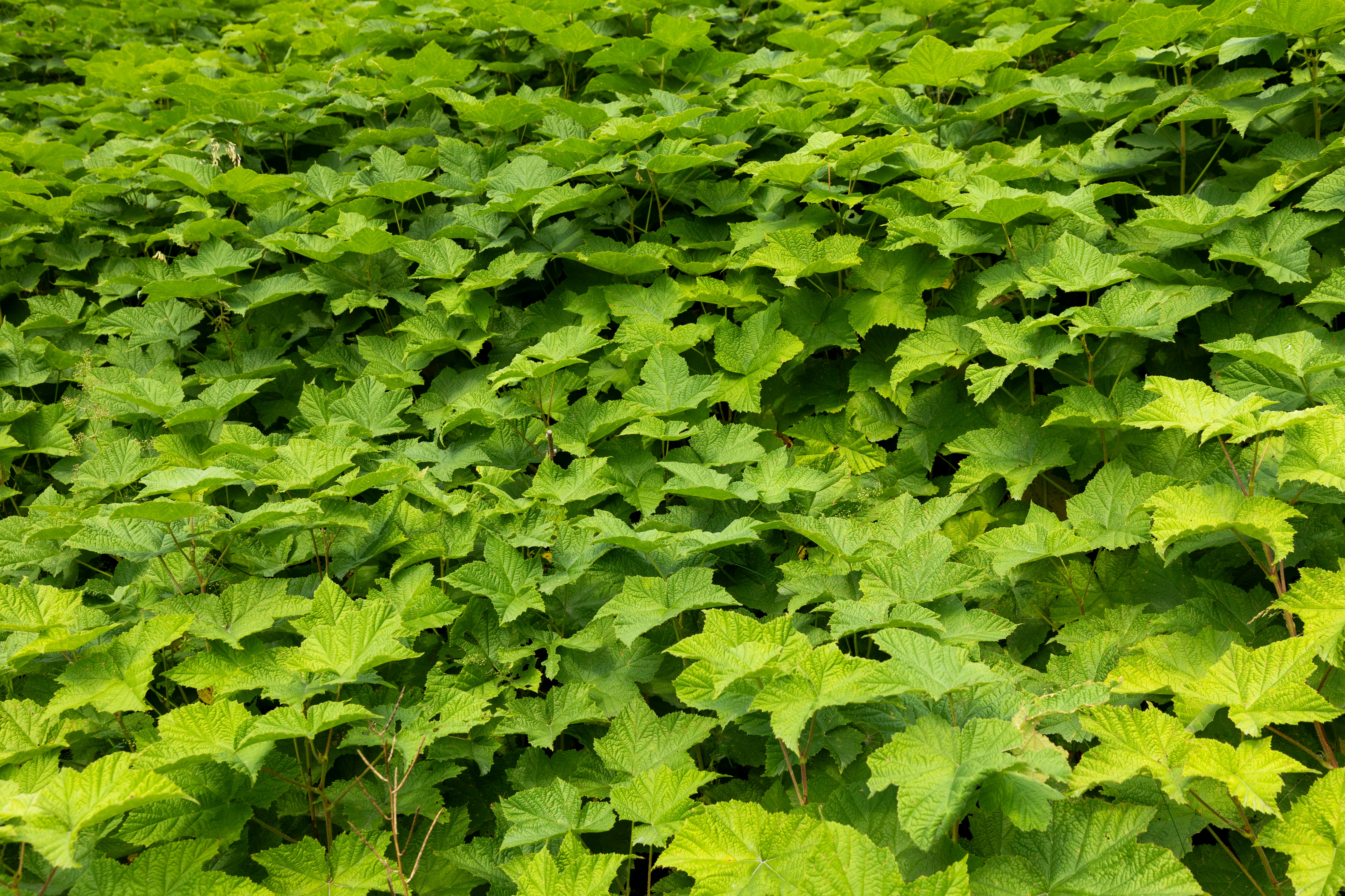 Vibrant green leaves fill the entire frame.