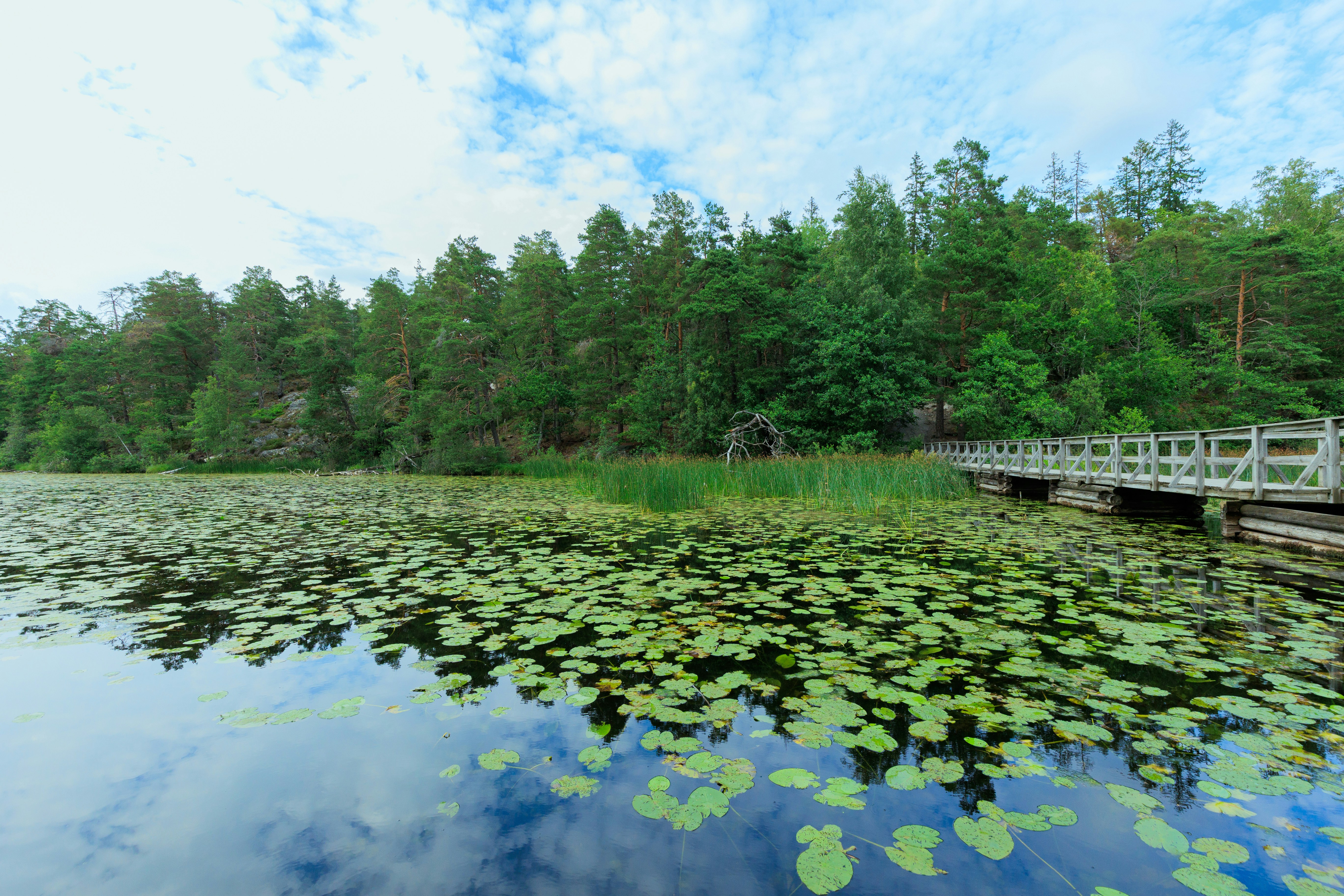 Lily pads floating on a calm lake with a wooden bridge.