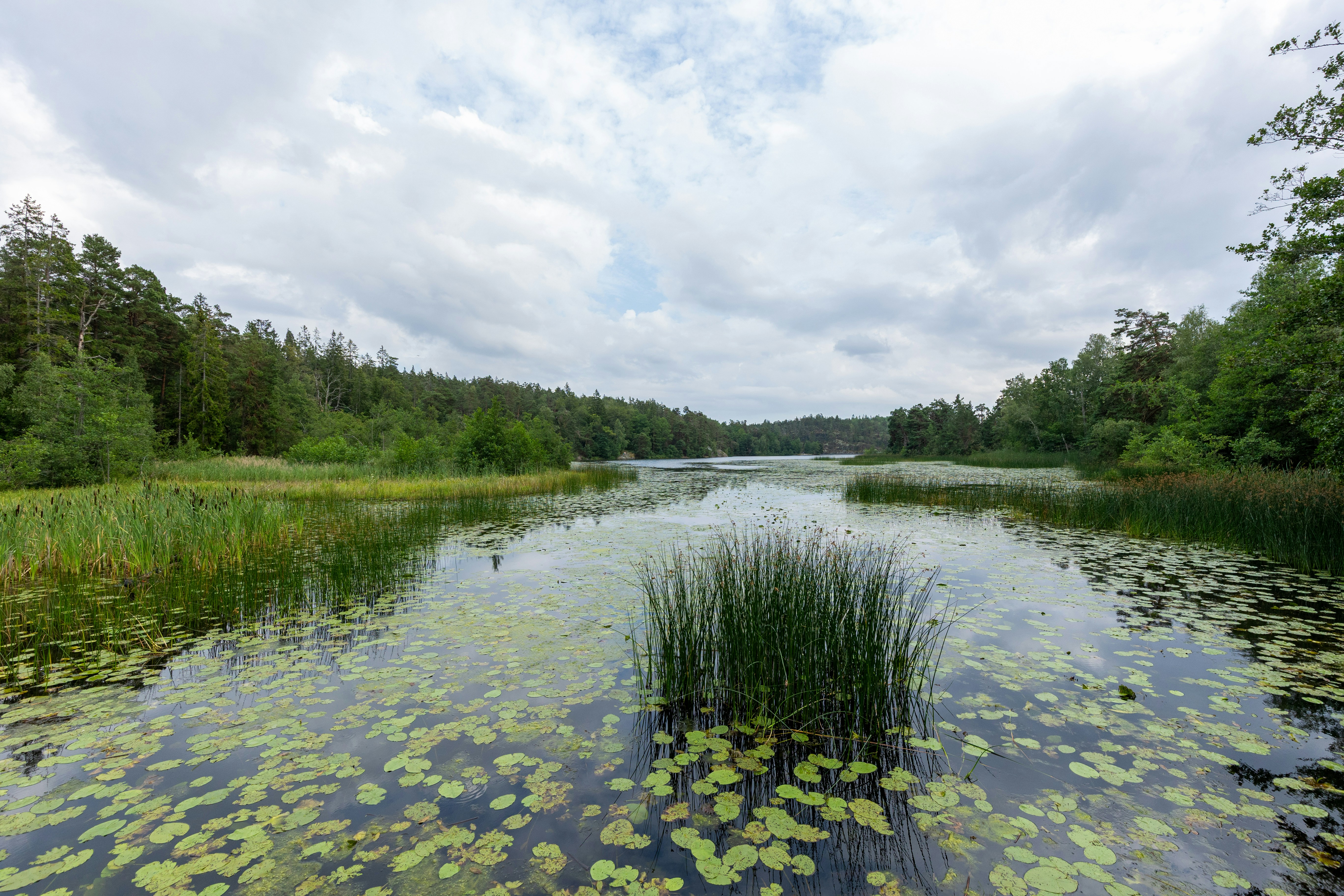 Calm lake surrounded by lush green forest under cloudy sky