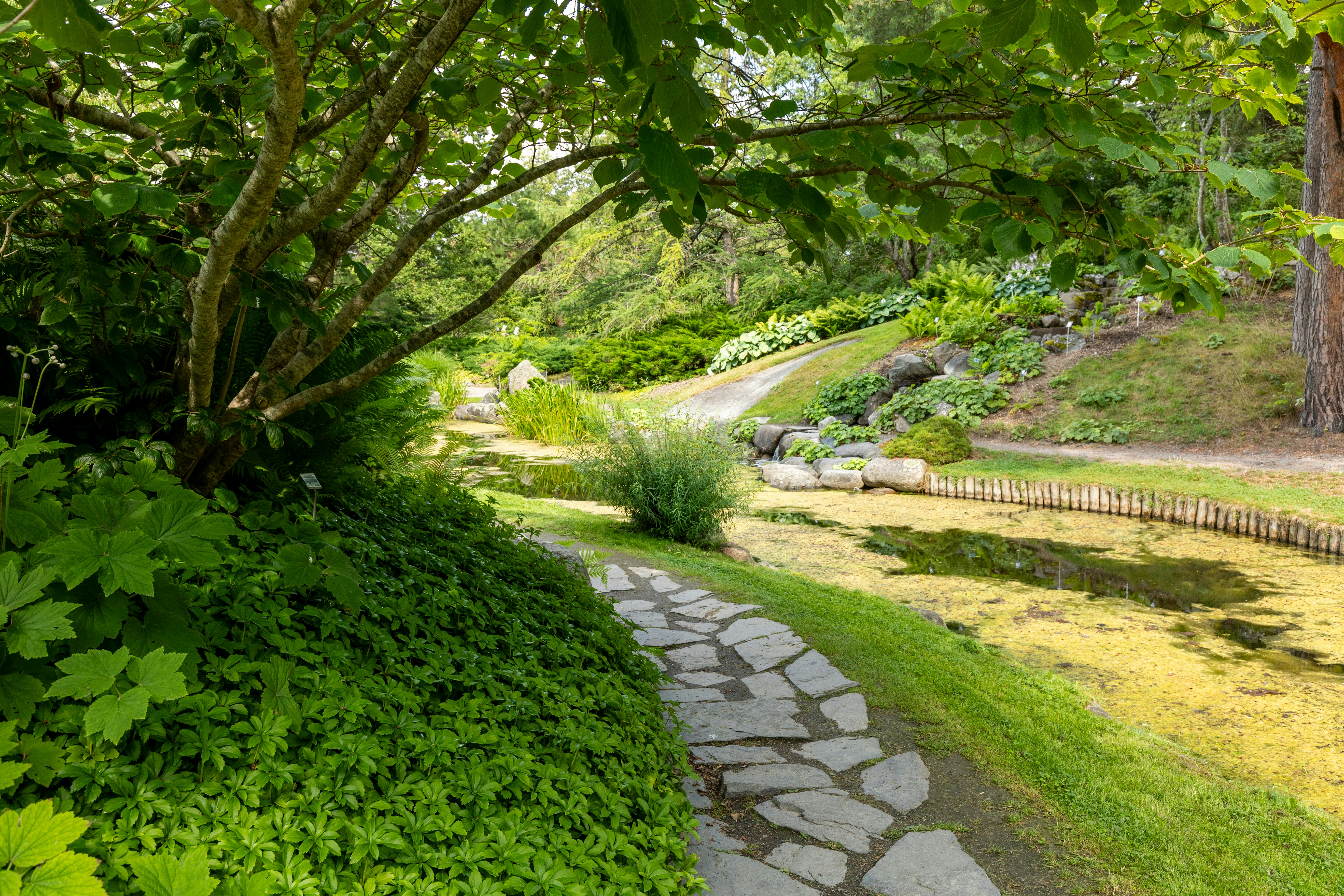 Stone path through a lush green garden